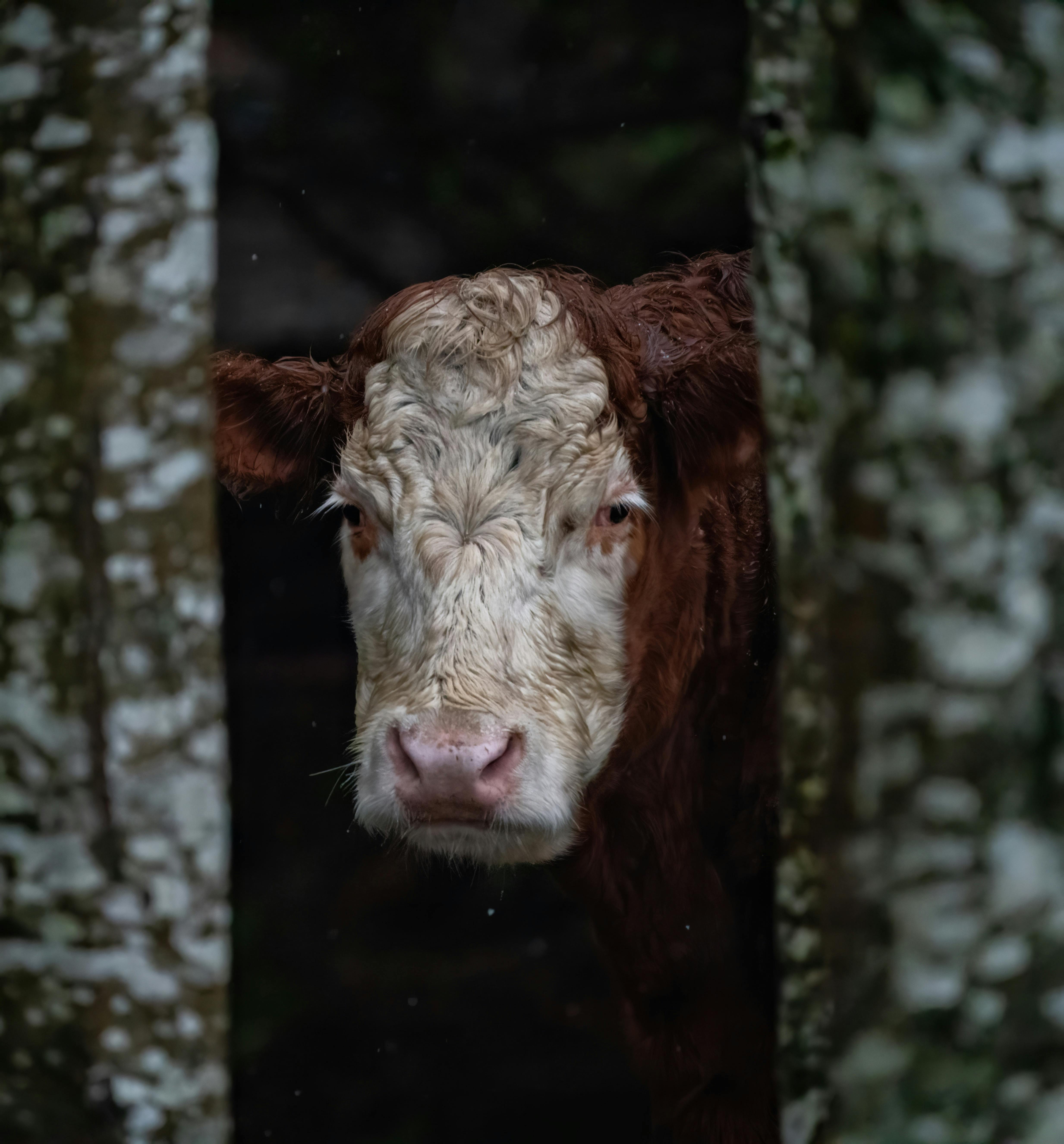 Trees and Cow Head · Free Stock Photo