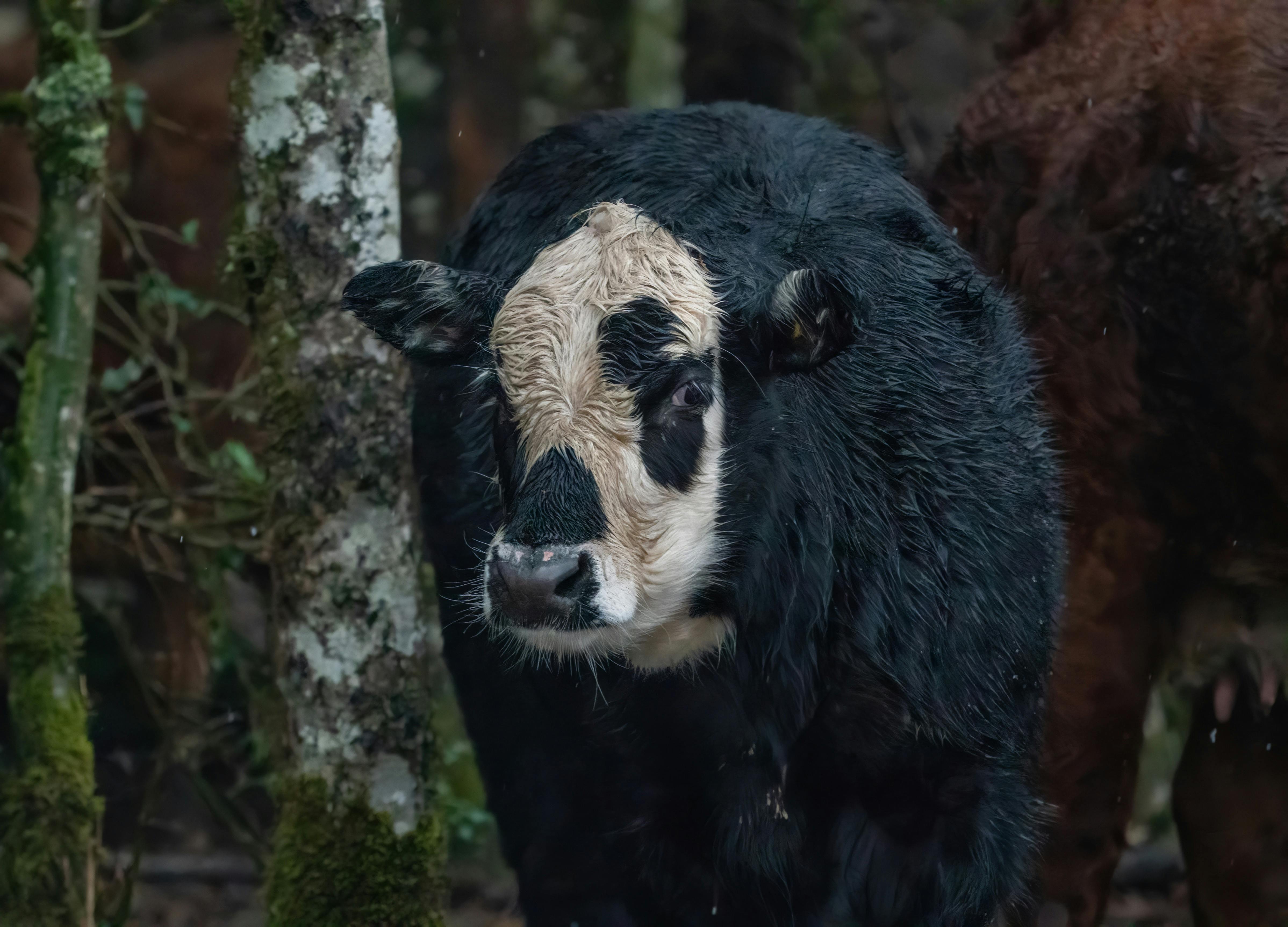 Rayzer Wallpaper Photos, Download The BEST Free Rayzer Wallpaper Stock ...