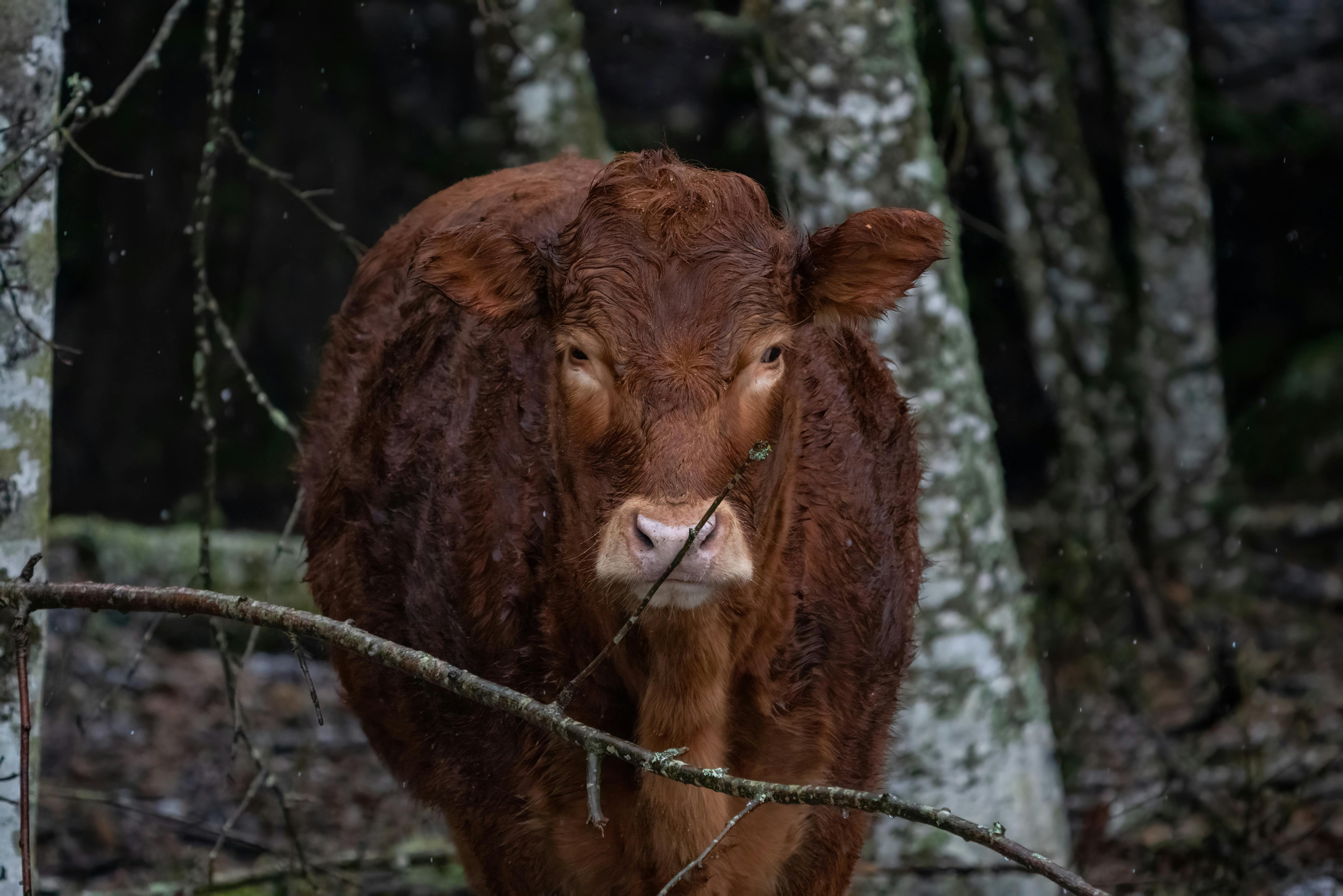 Cow near Trees · Free Stock Photo