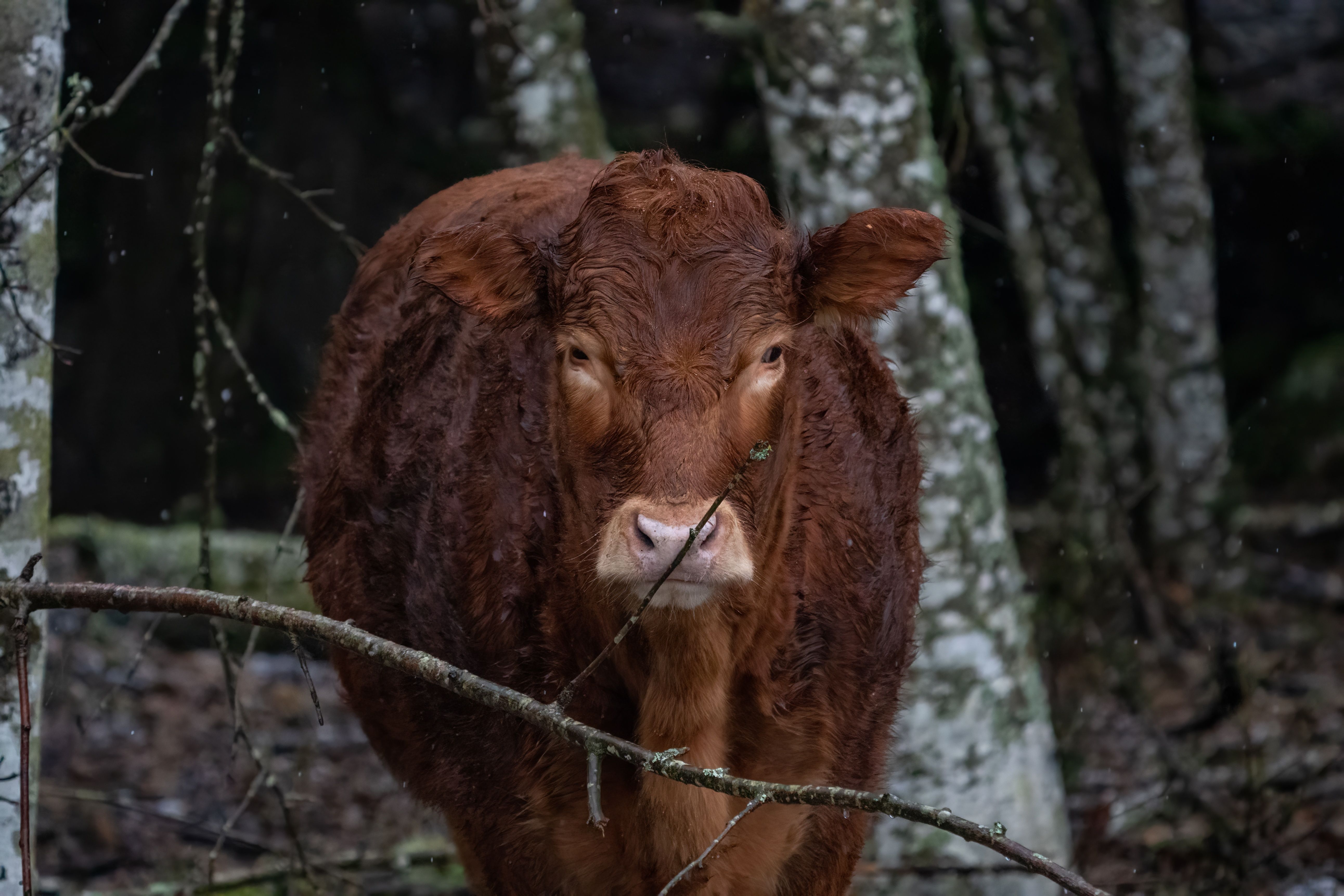 8k Wallpaper Cow Photos, Download The BEST Free 8k Wallpaper Cow Stock ...