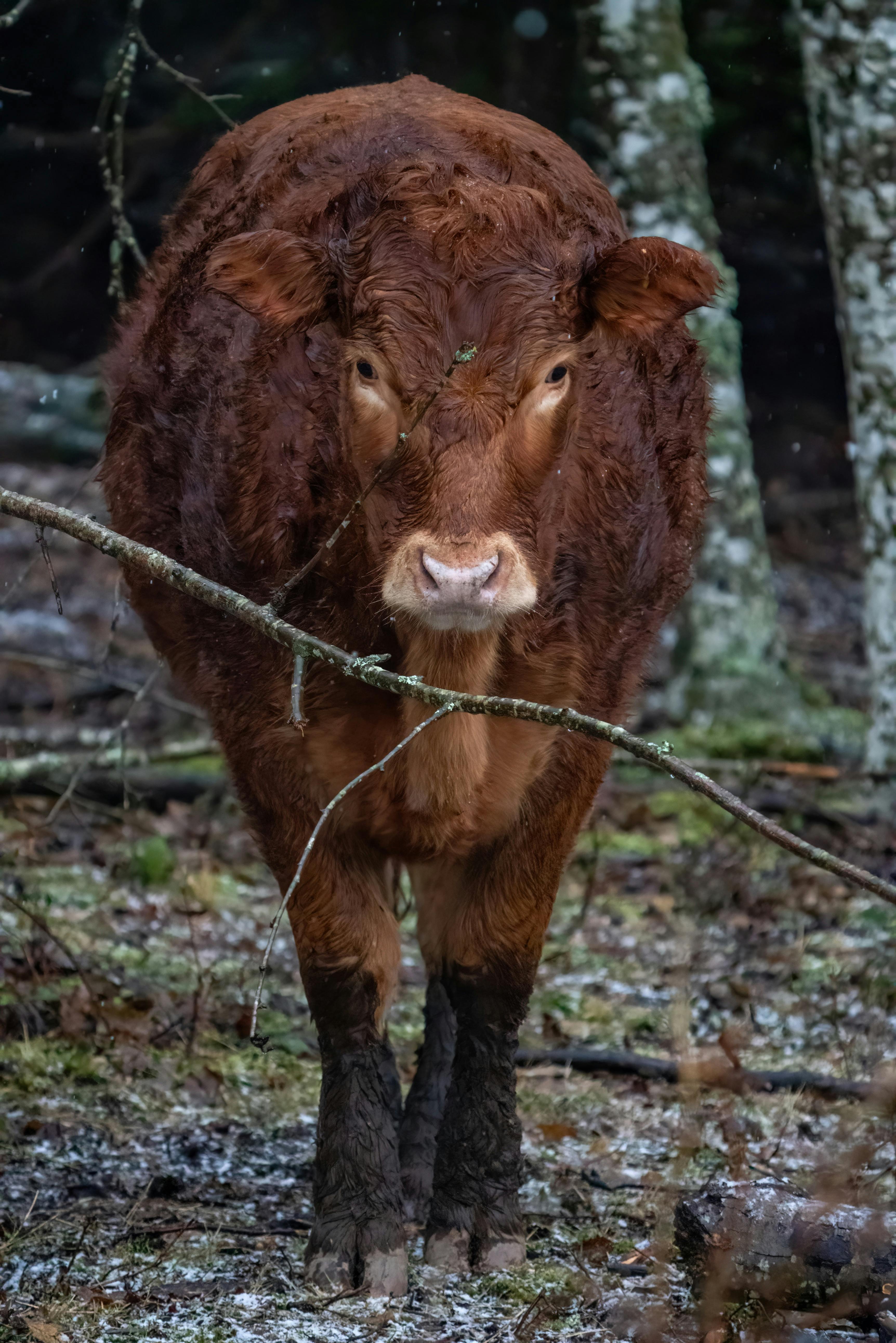 Branch and Cow behind · Free Stock Photo