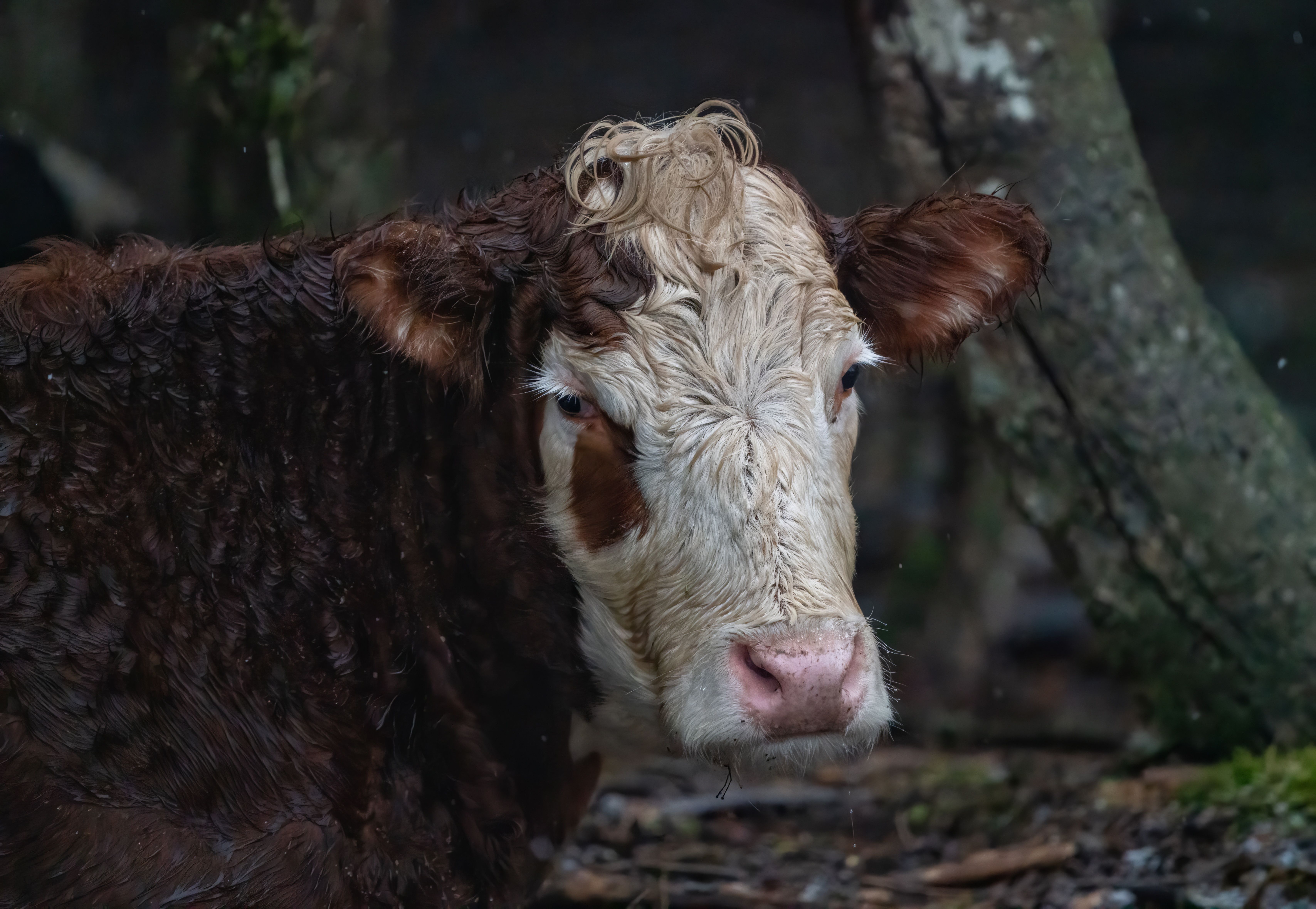 Close up of Cow · Free Stock Photo