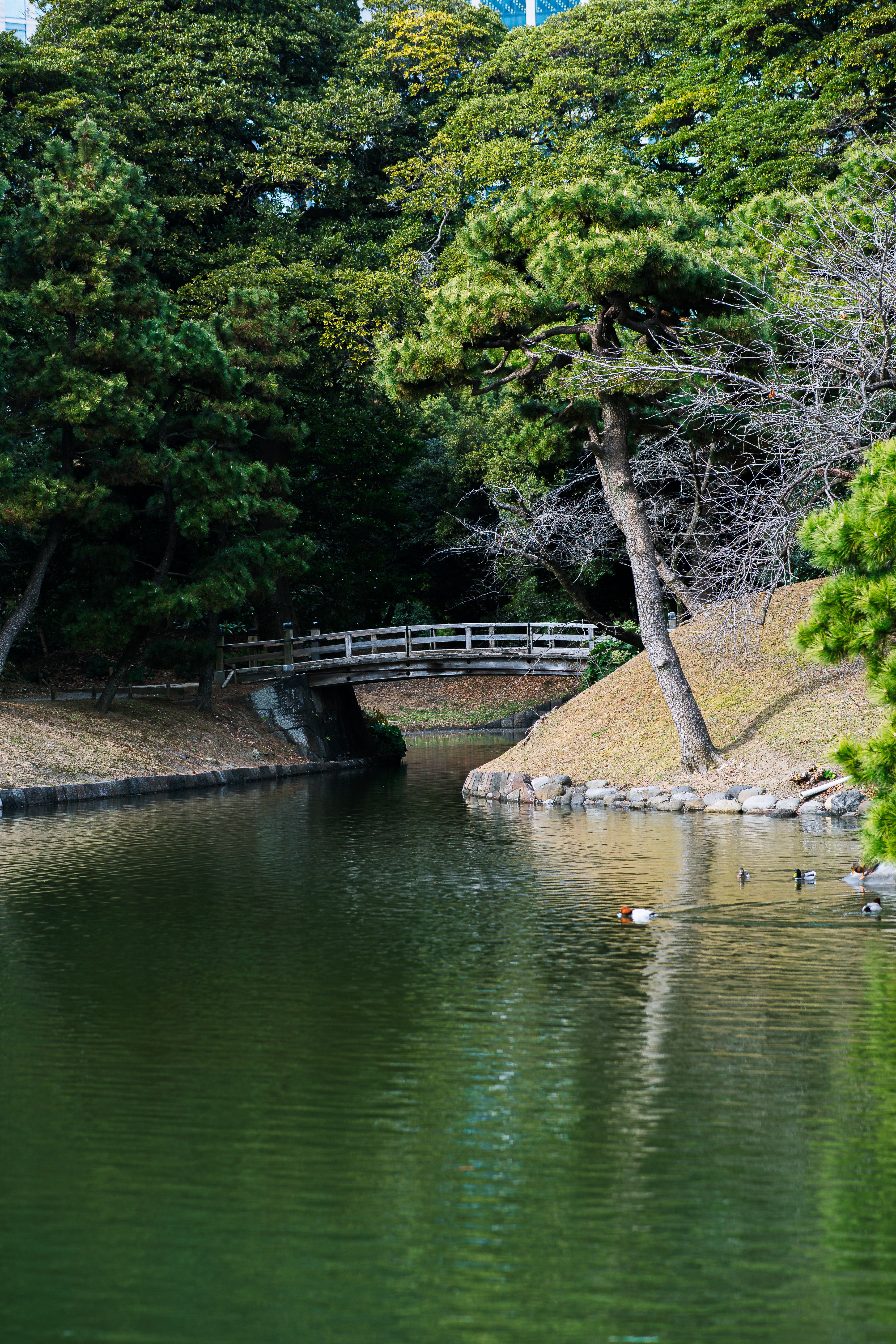 Bridge above Lake in Summer Park · Free Stock Photo