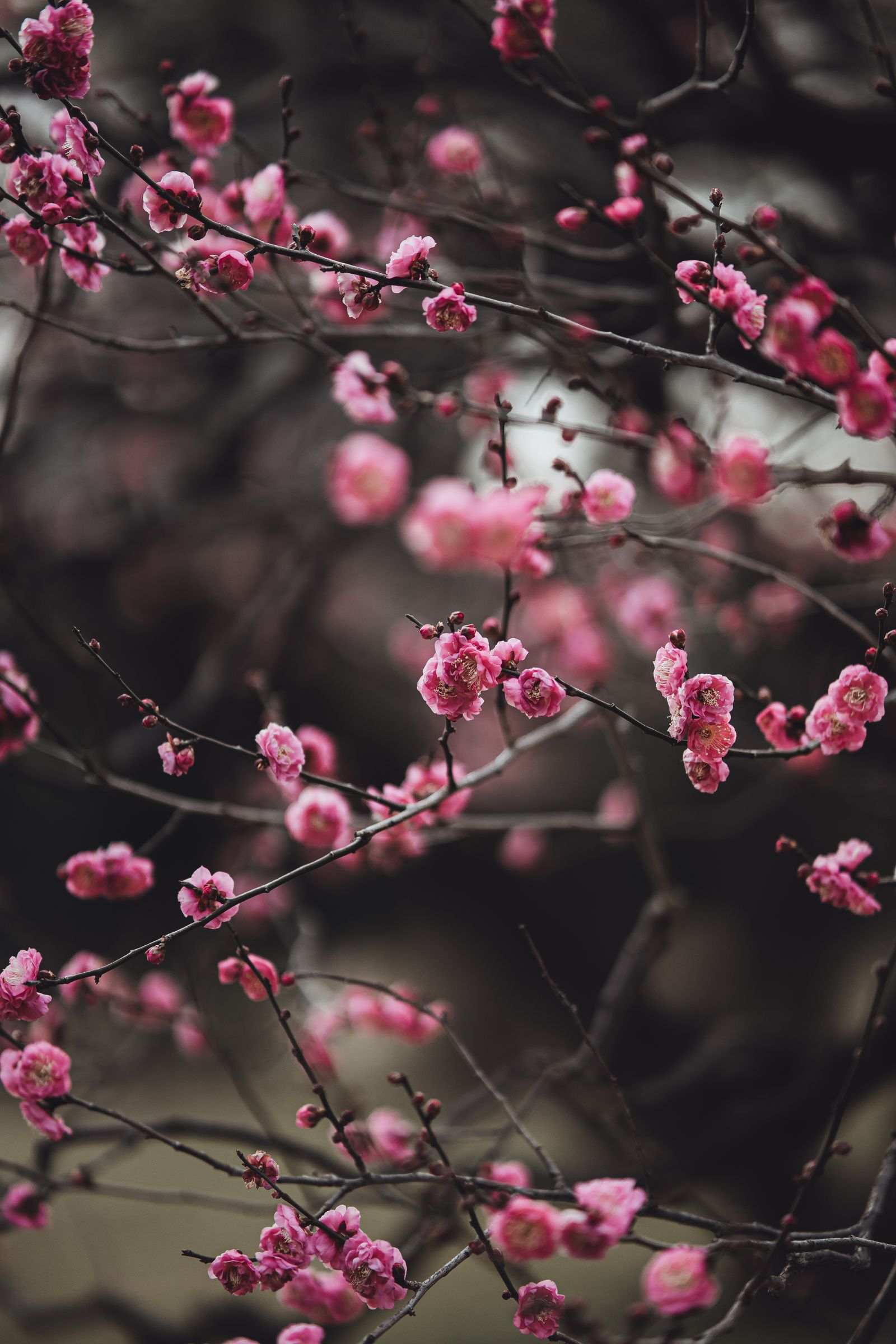 Sakura Photos, Download The BEST Free Sakura Stock Photos & HD Images