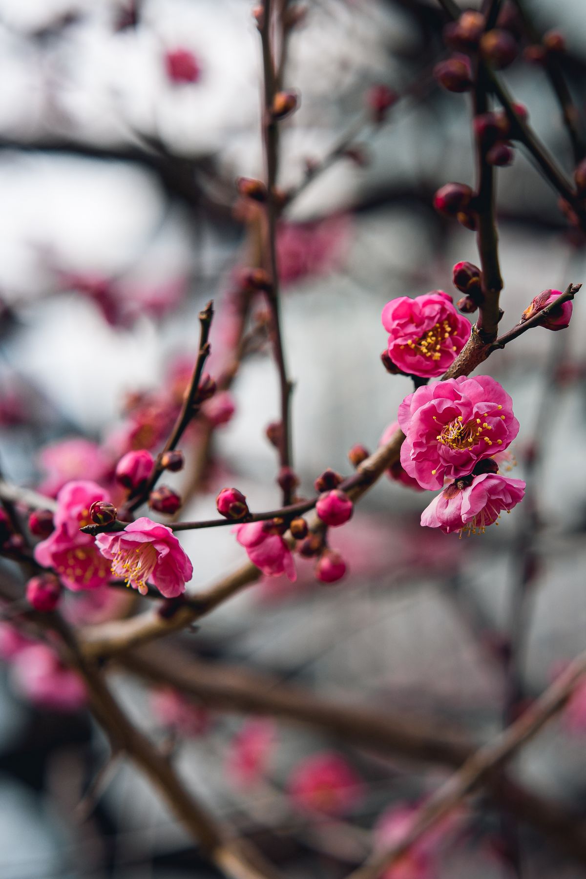 Sakura Photos, Download The BEST Free Sakura Stock Photos & HD Images