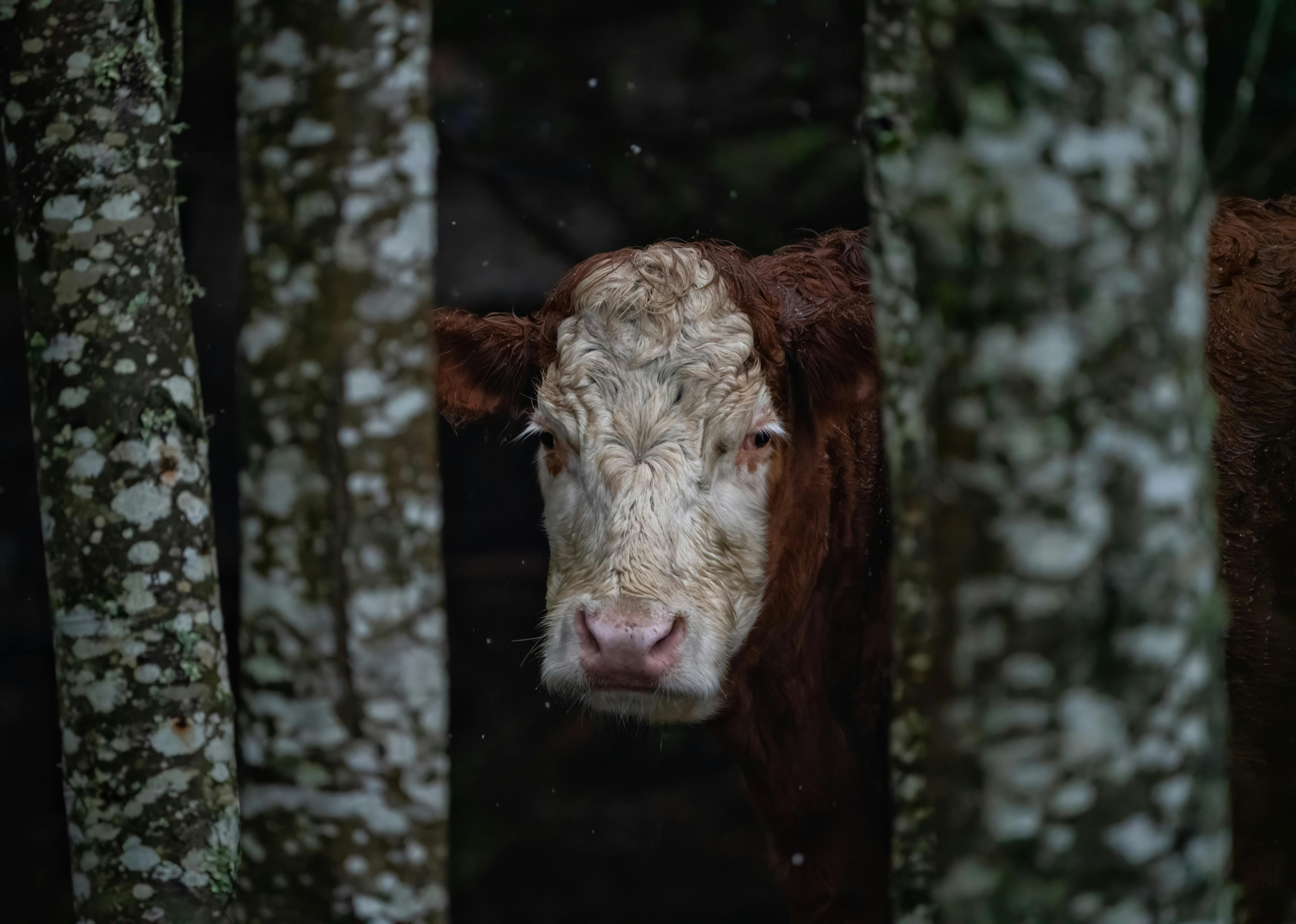 White and Brown Cow Smelling the Soil · Free Stock Photo