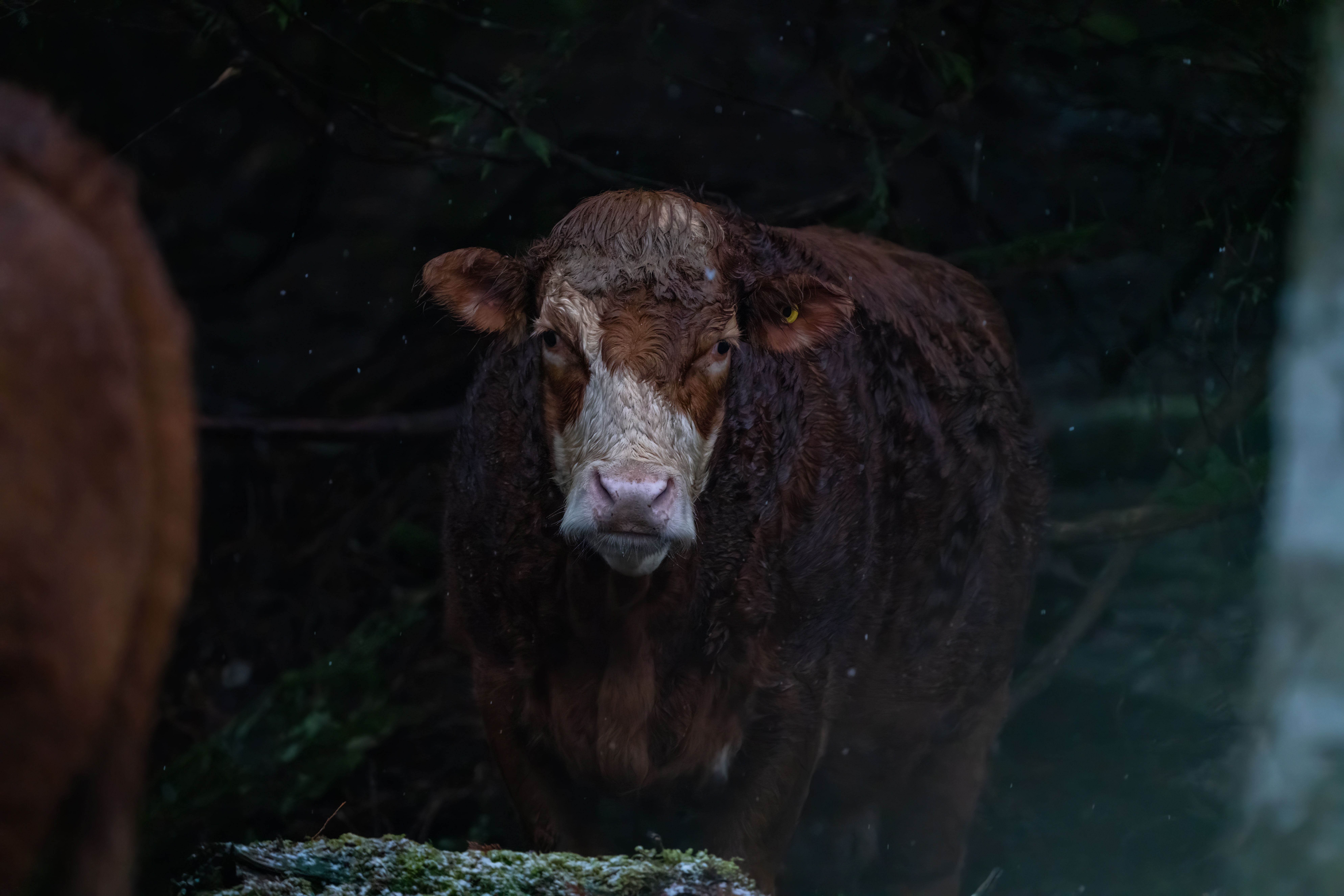 Close-Up Shot of a Cow · Free Stock Photo