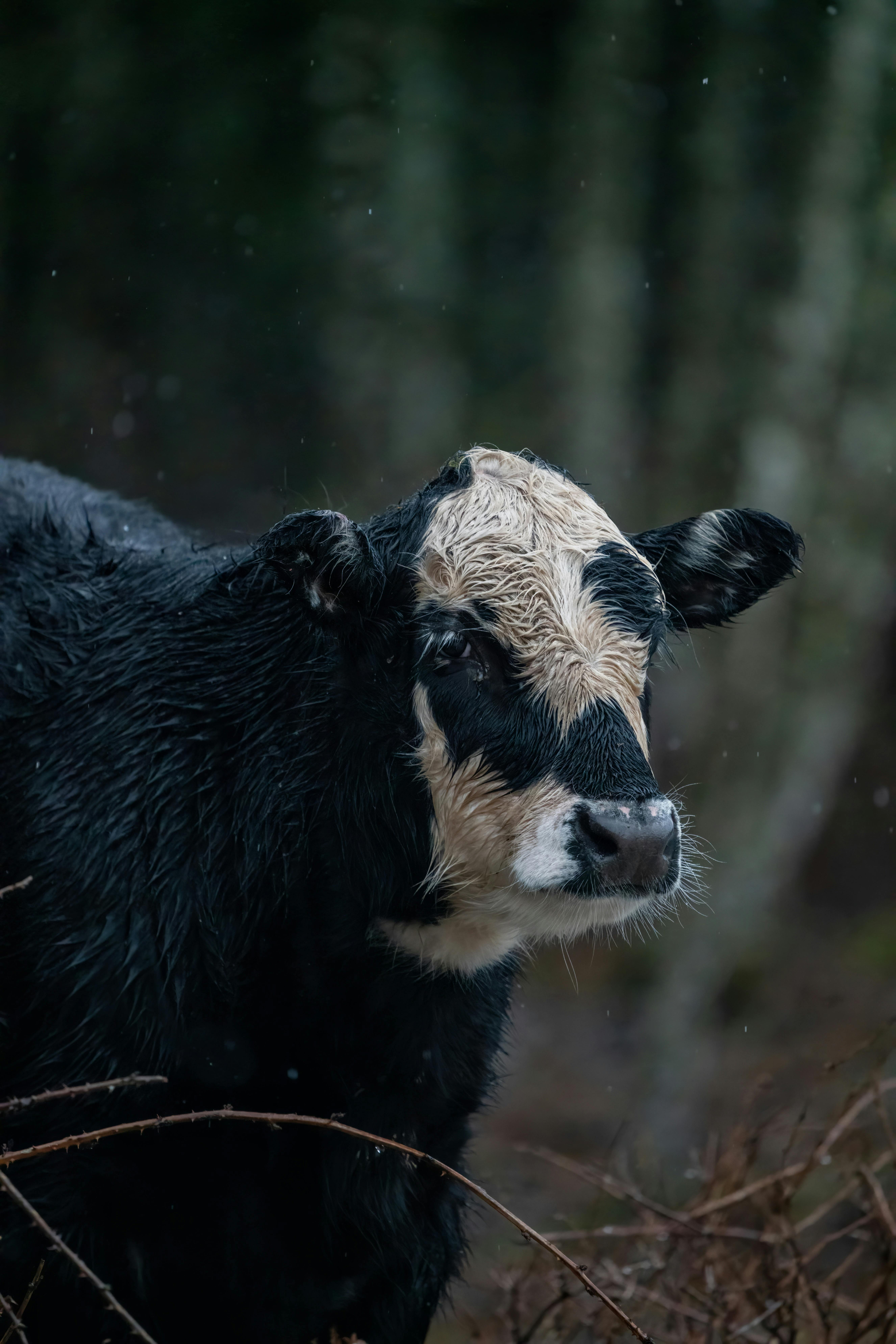 Close up of Black Cow · Free Stock Photo