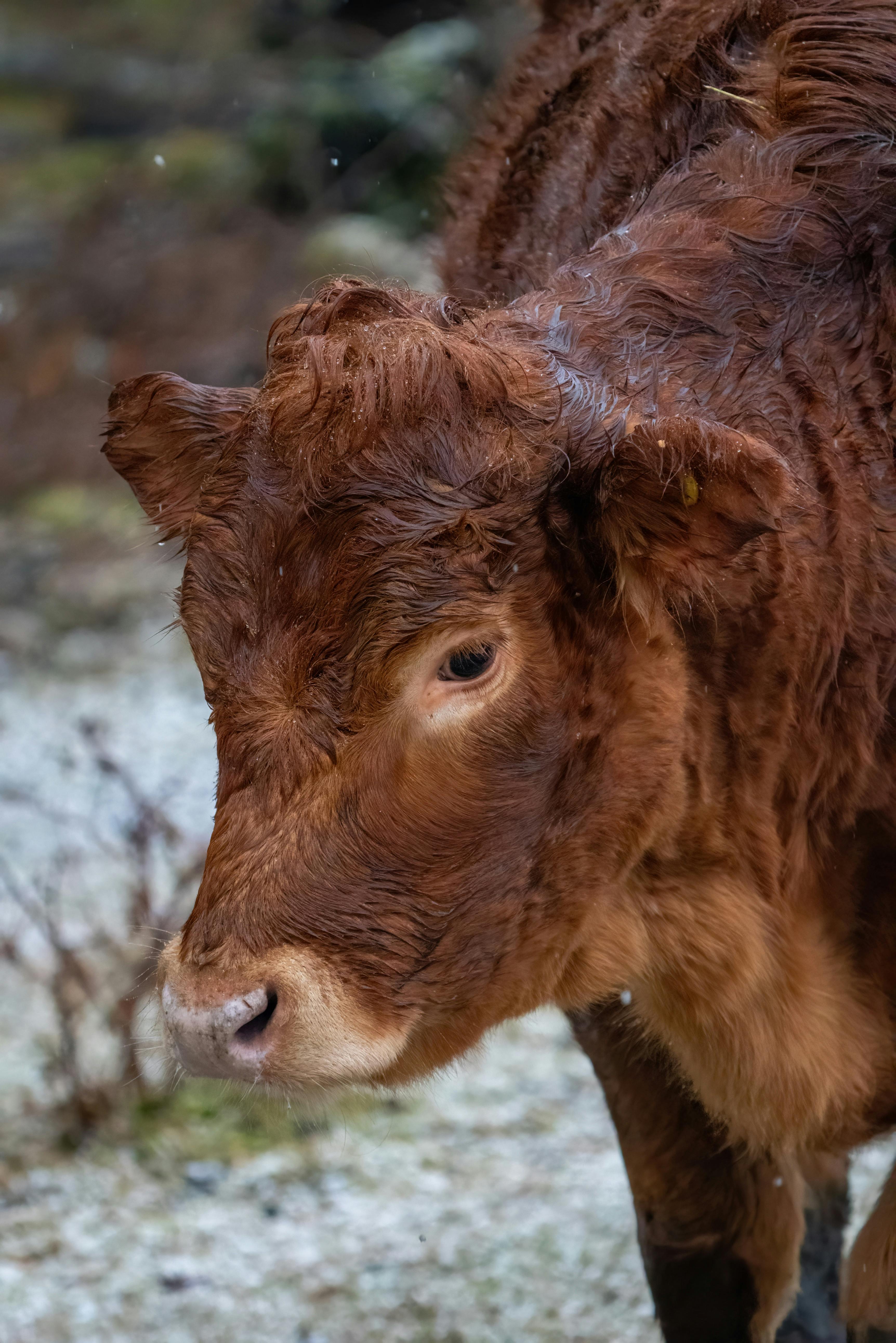 Close-up Photo of White and Brown Cattle · Free Stock Photo