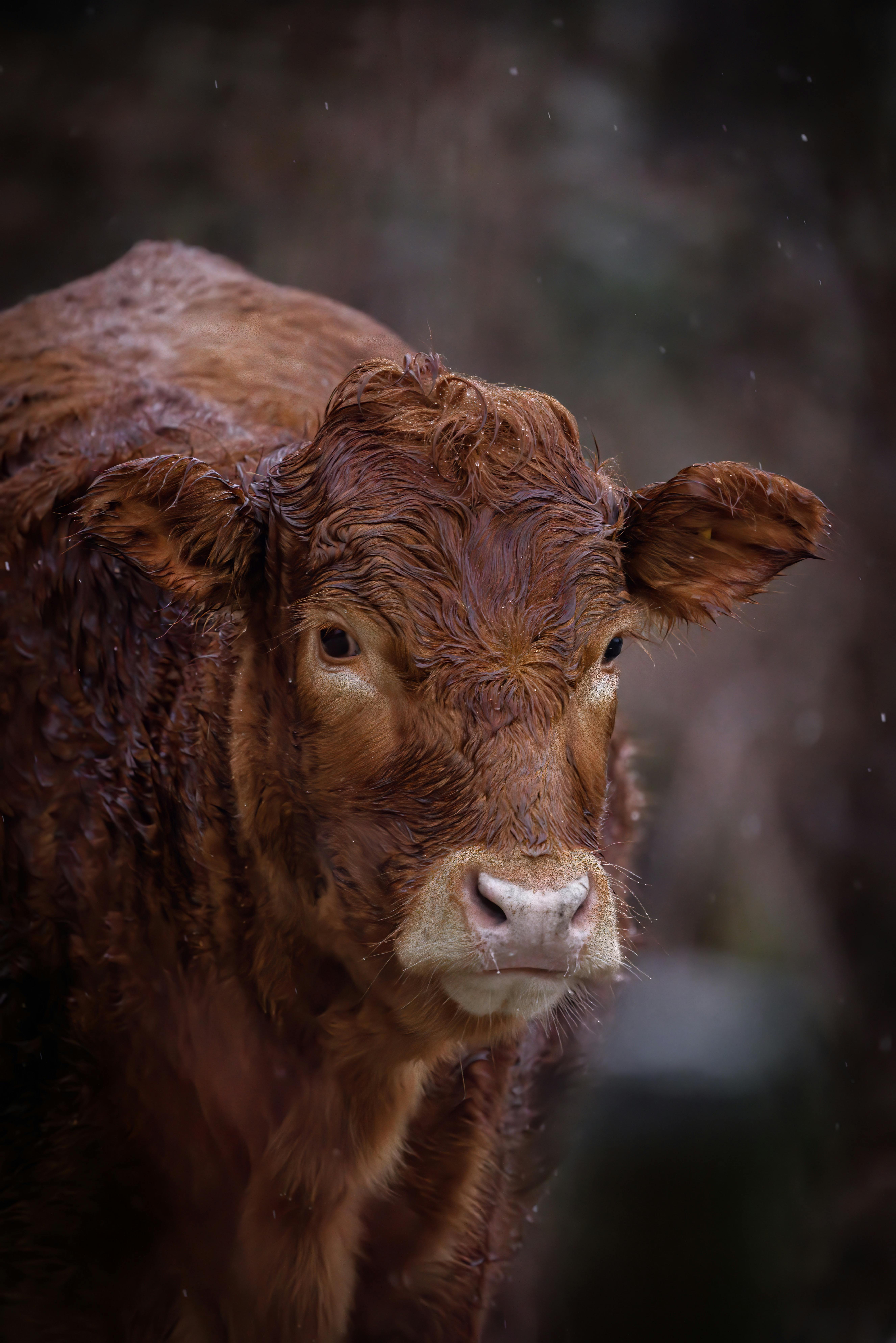 Close up of Cow Head · Free Stock Photo