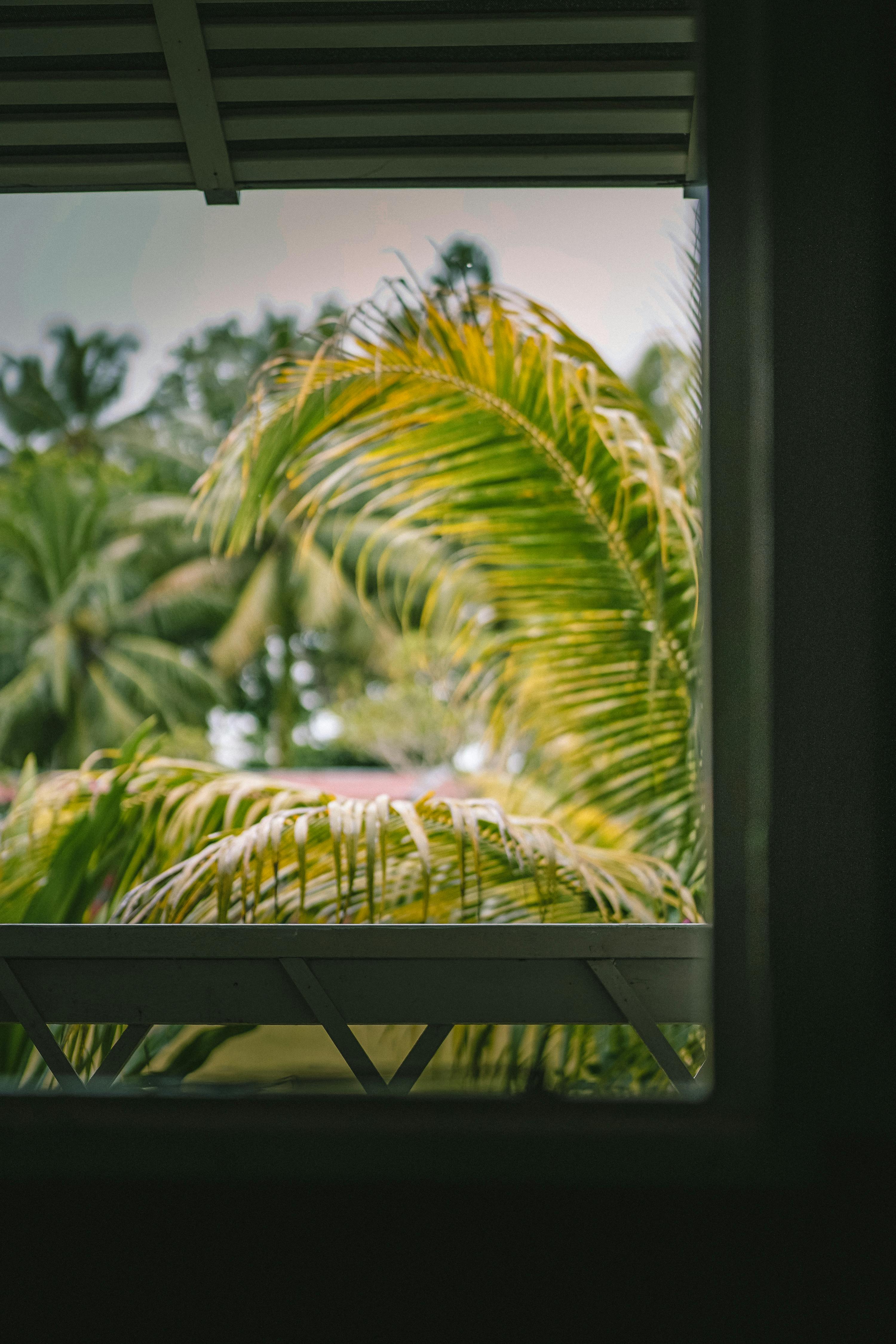 Window with a View of Palm Trees · Free Stock Photo