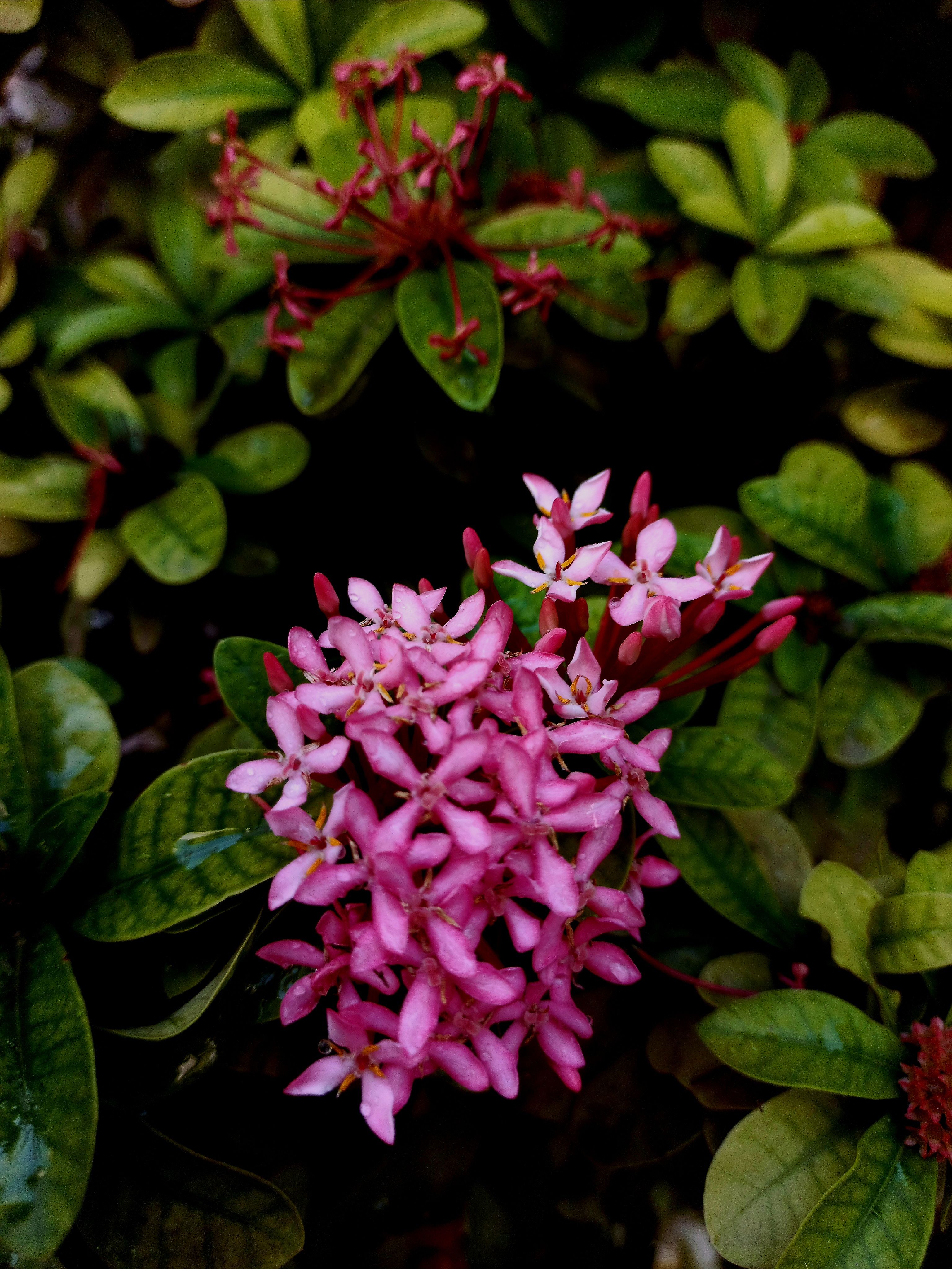 Top View Clover Plants · Free Stock Photo