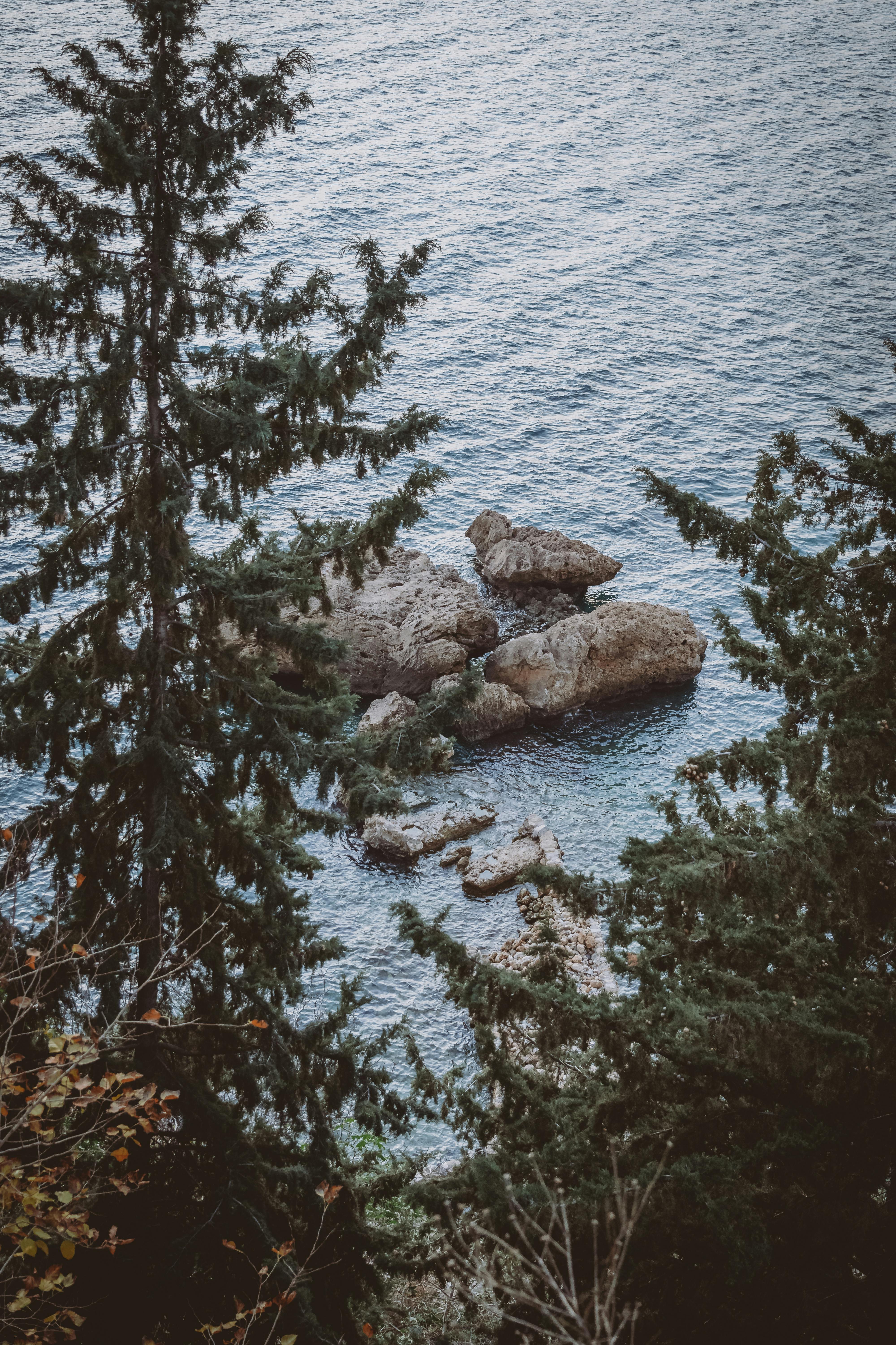 Trees near Water · Free Stock Photo