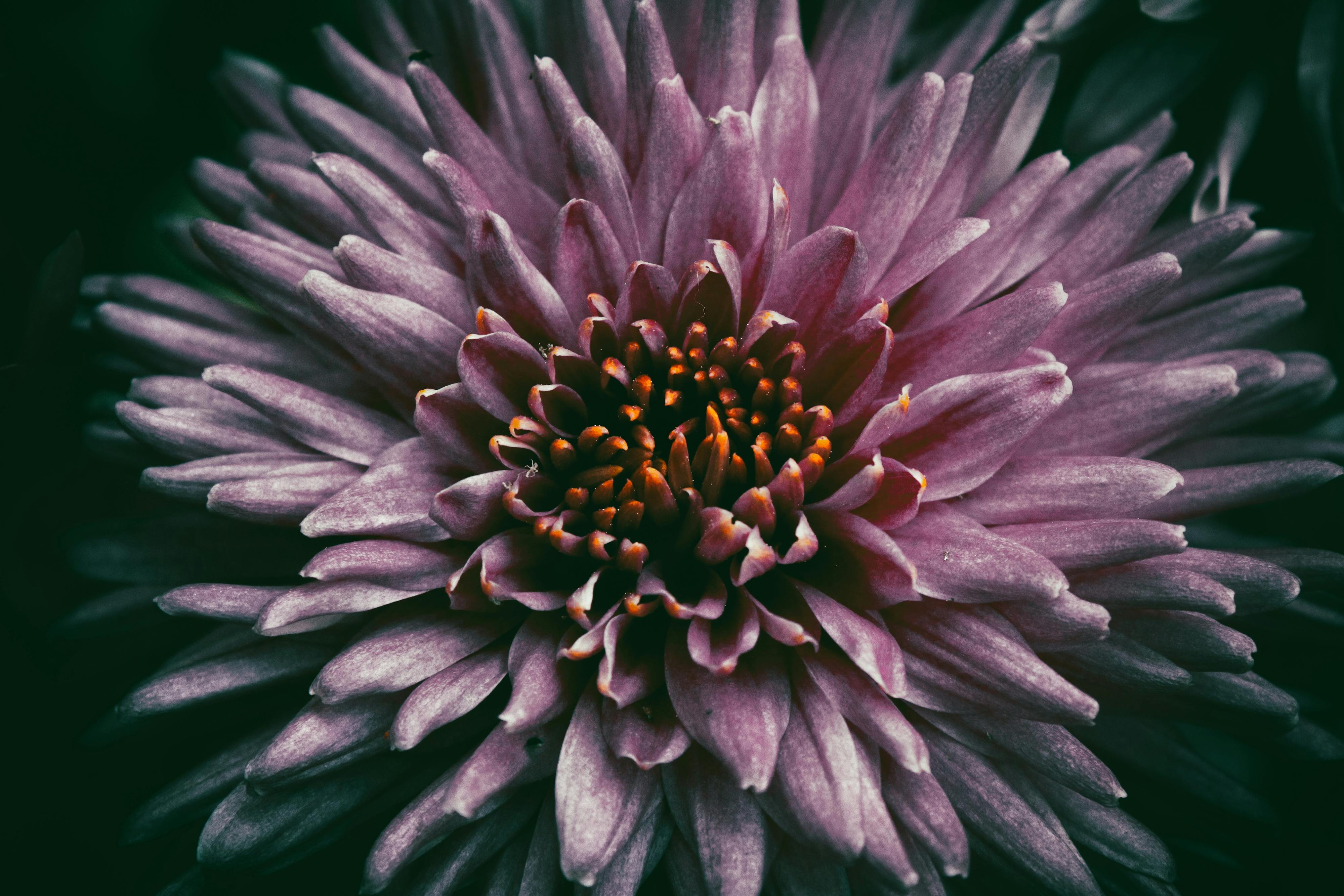 Tropical Flower Photos, Download The BEST Free Tropical Flower Stock ...