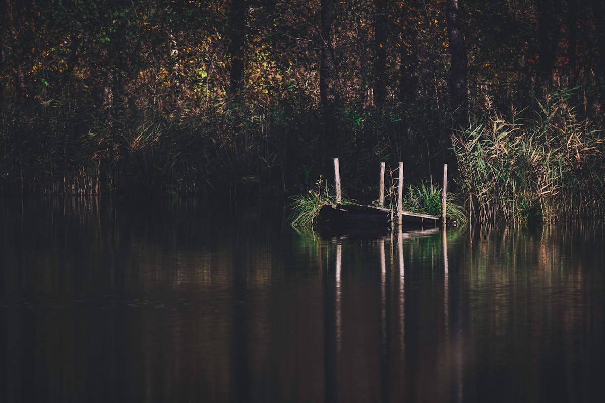 Swamp Photos, Download The BEST Free Swamp Stock Photos & HD Images