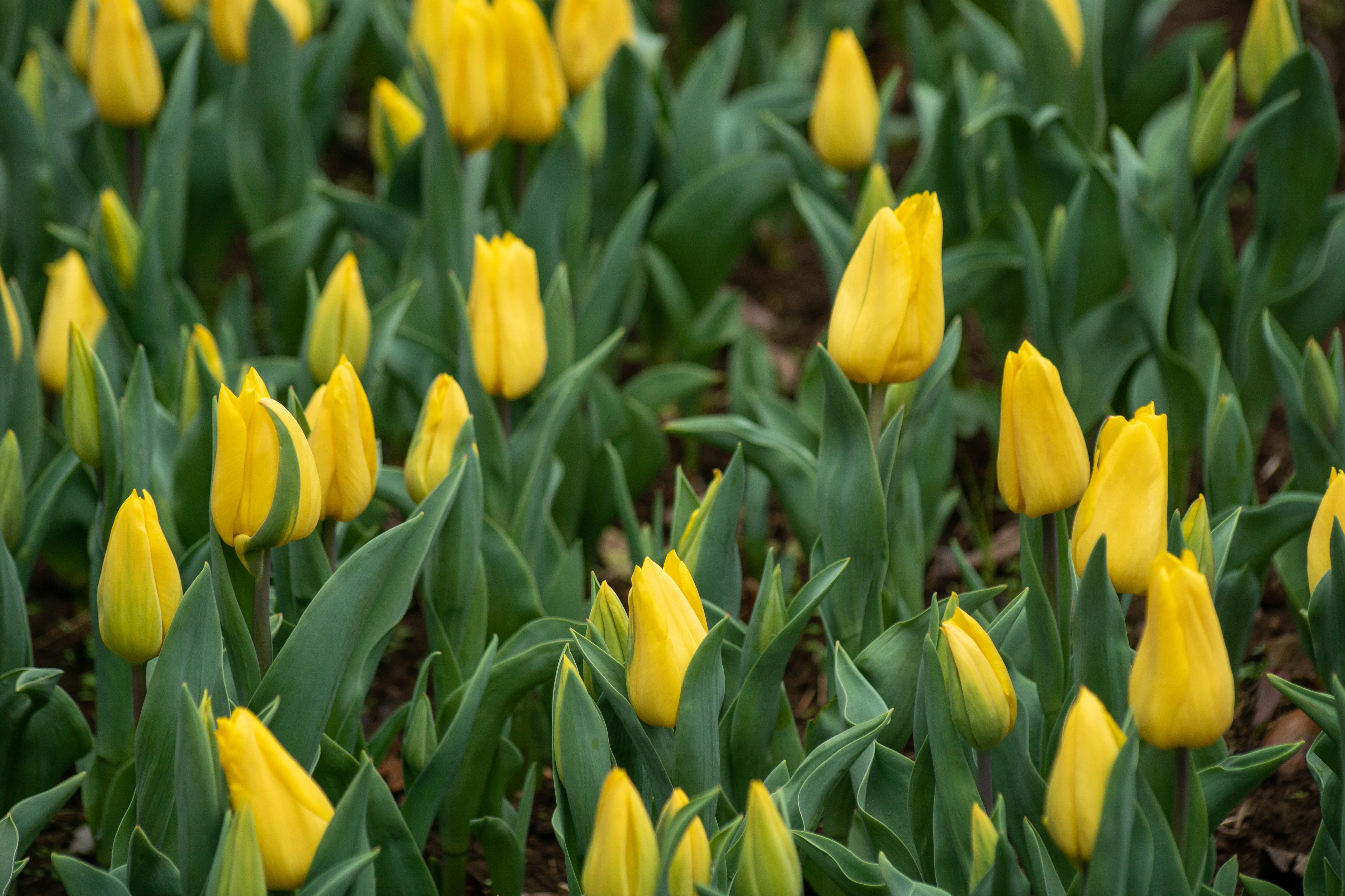 Close up of Yellow Tulips · Free Stock Photo