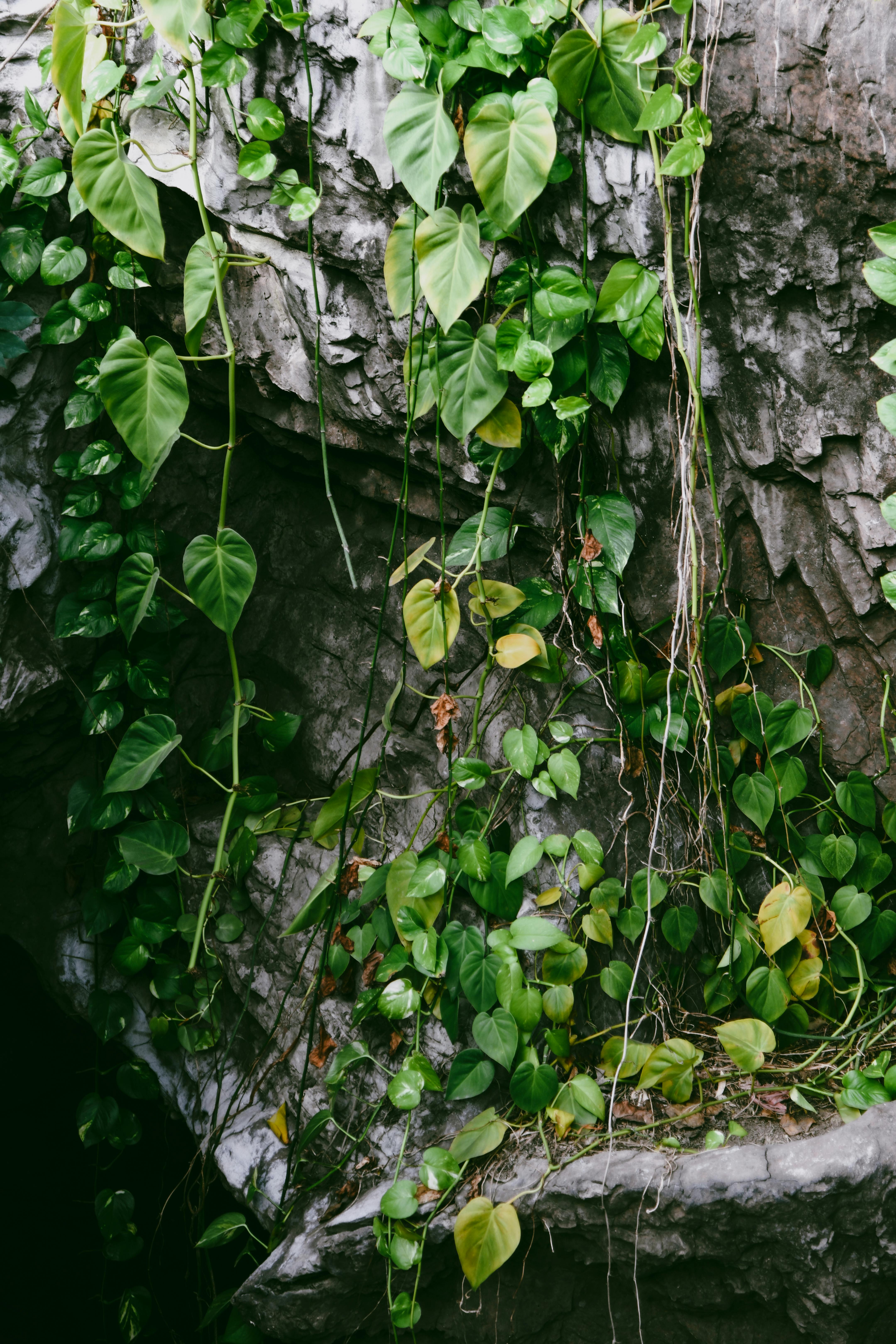 Green Vines on a Rock Wall · Free Stock Photo