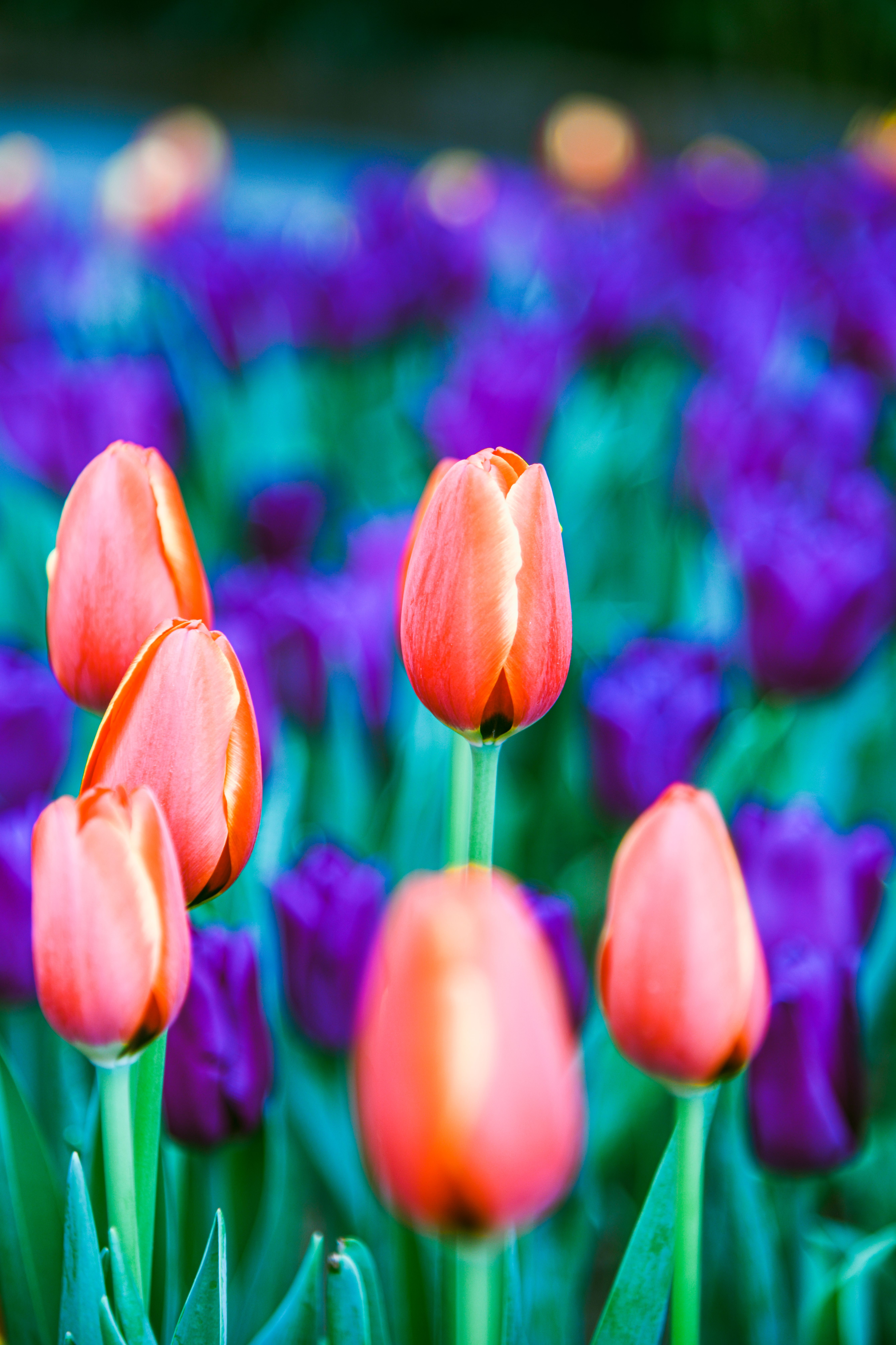 Red and Purple Tulips Blooming in Summer · Free Stock Photo