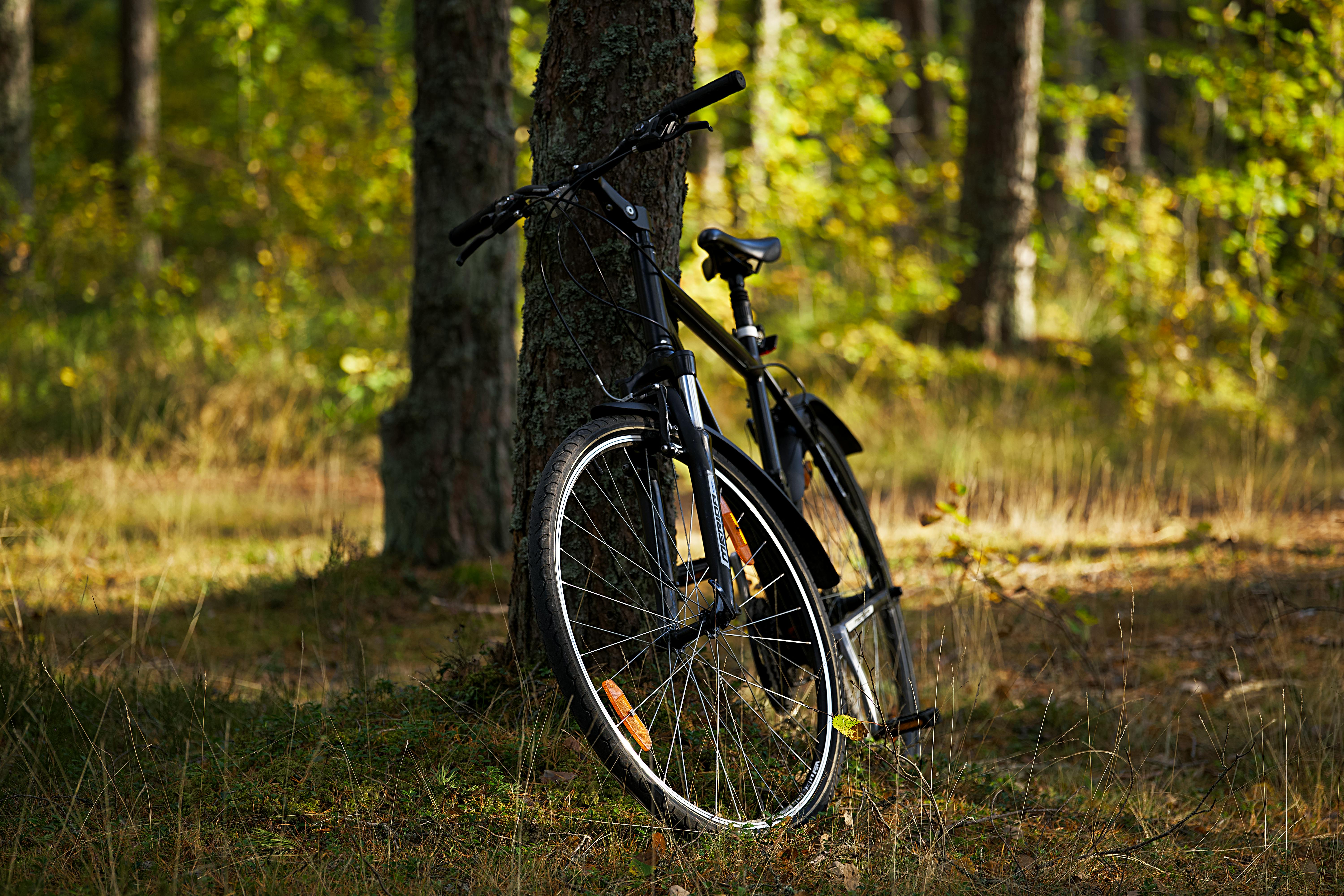 A Bicycle in a Forest · Free Stock Photo