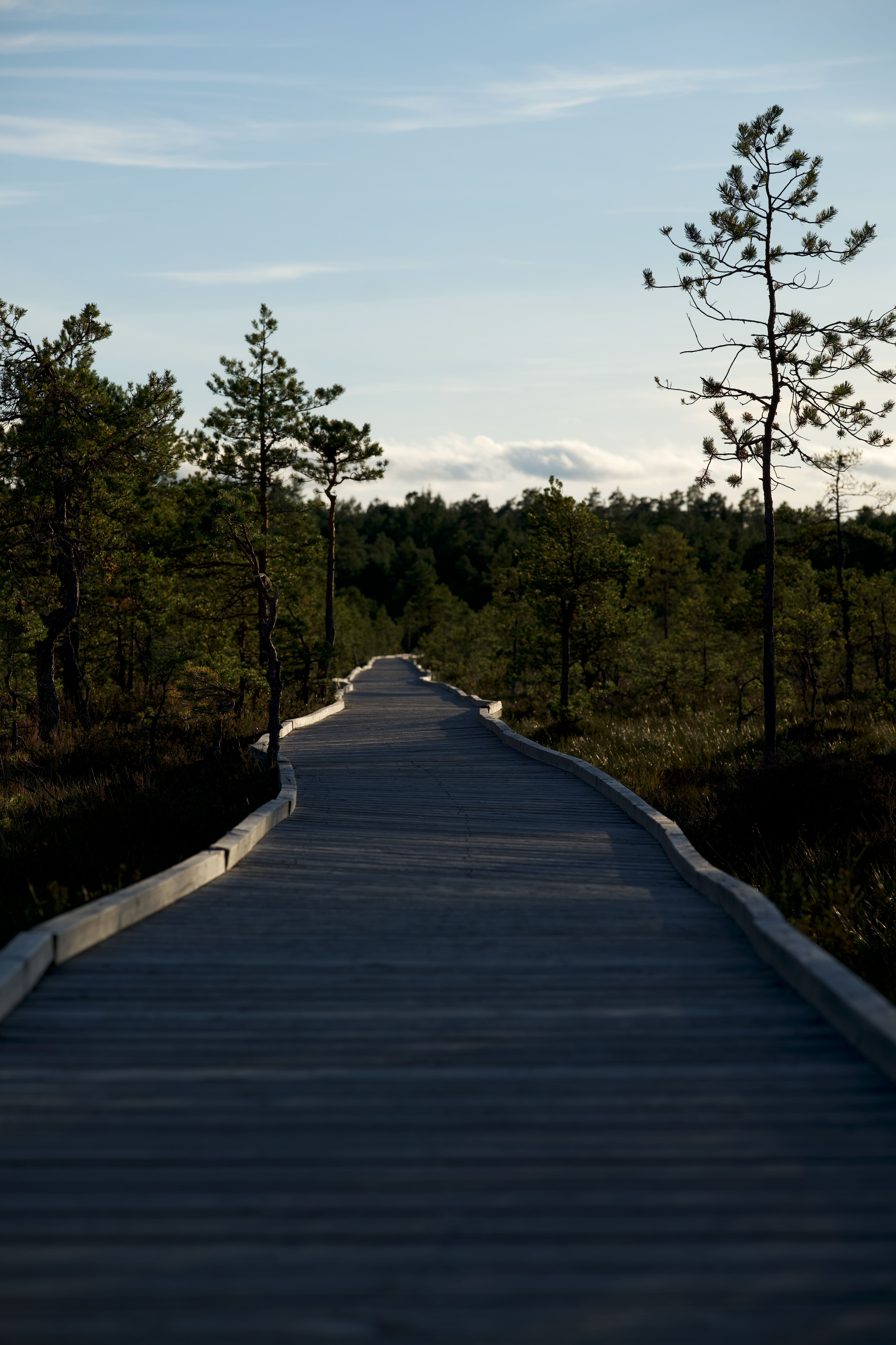 View of a Boardwalk between Trees · Free Stock Photo