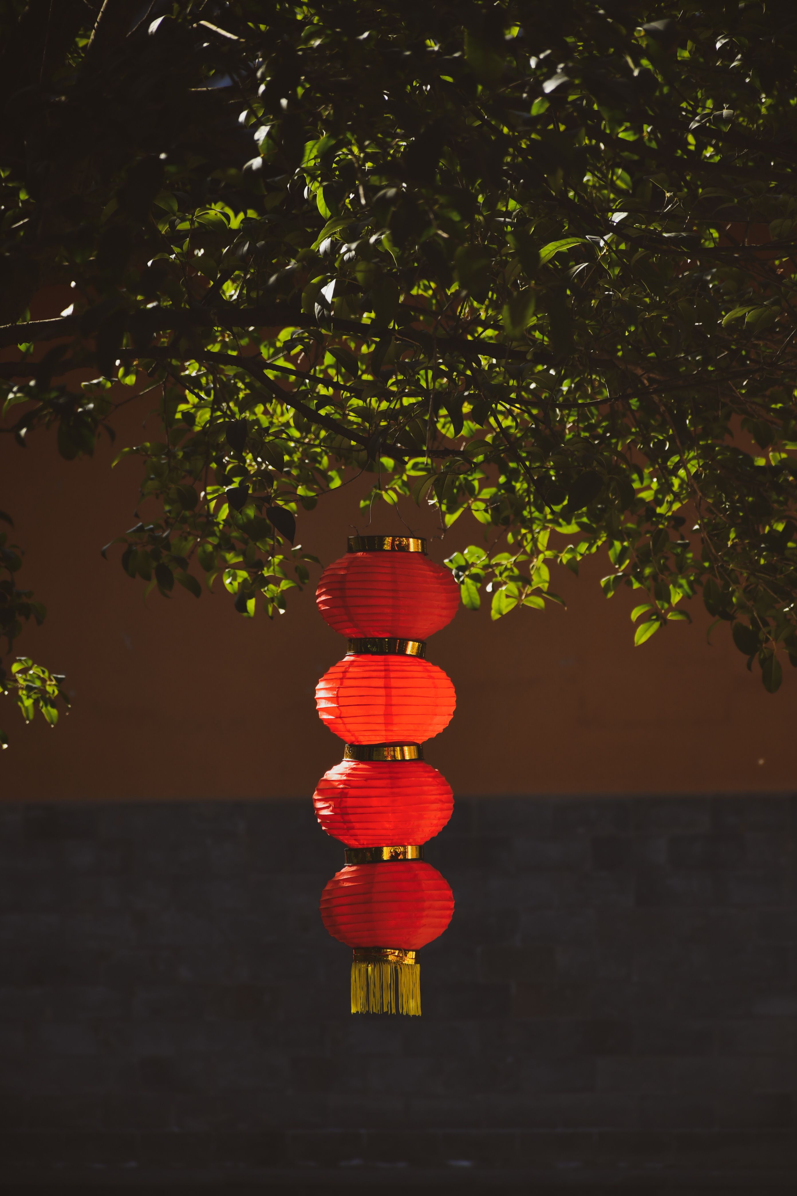 Chinese Leaves Photos, Download The BEST Free Chinese Leaves Stock ...