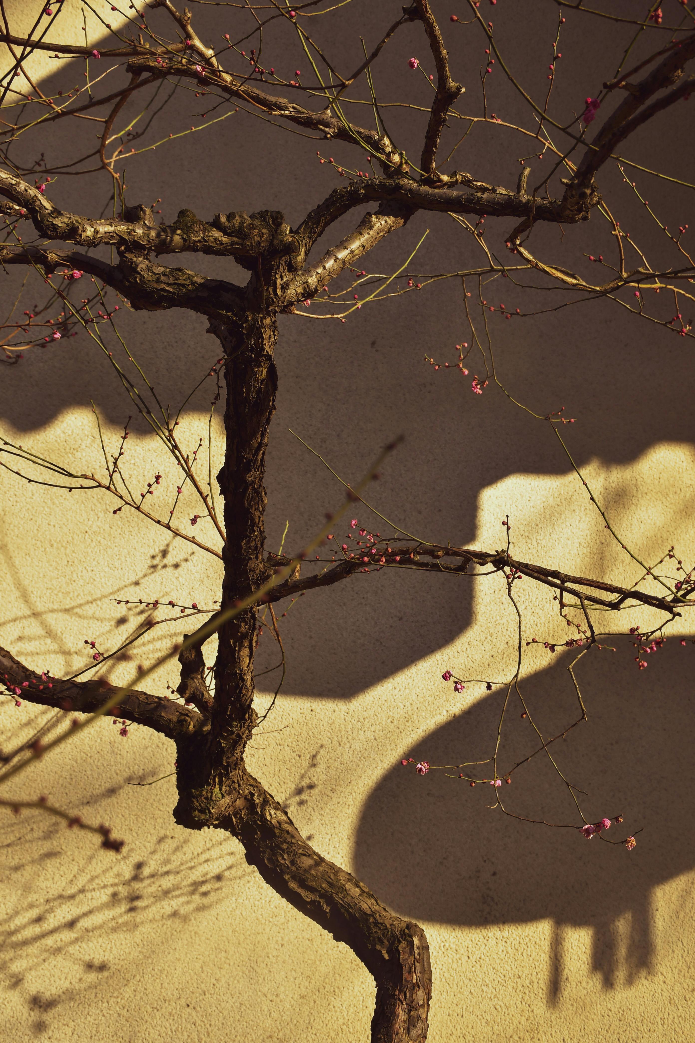 Branches over Wall with Abbey Text on Board · Free Stock Photo