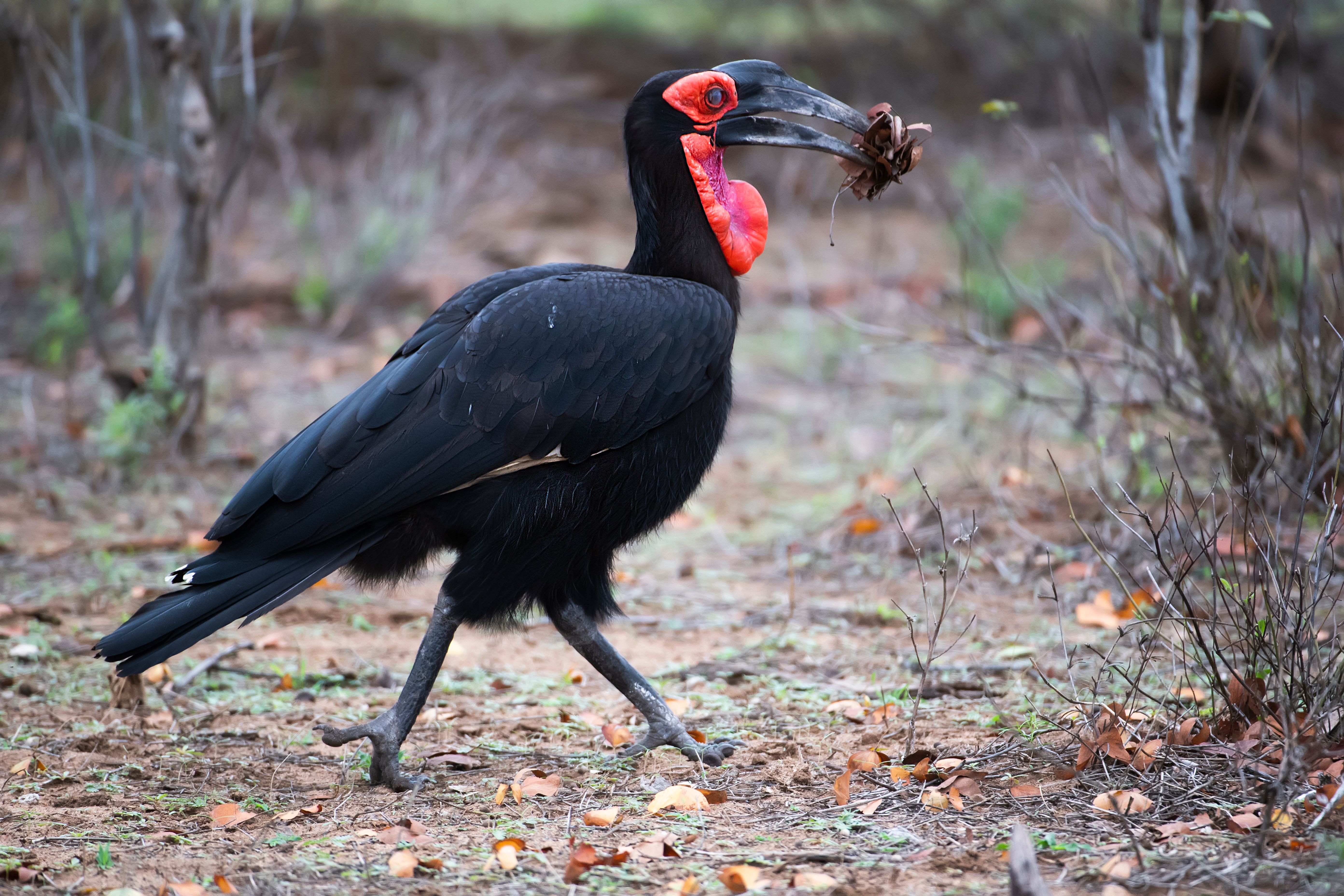 Bird Carrying Beetle · Free Stock Photo