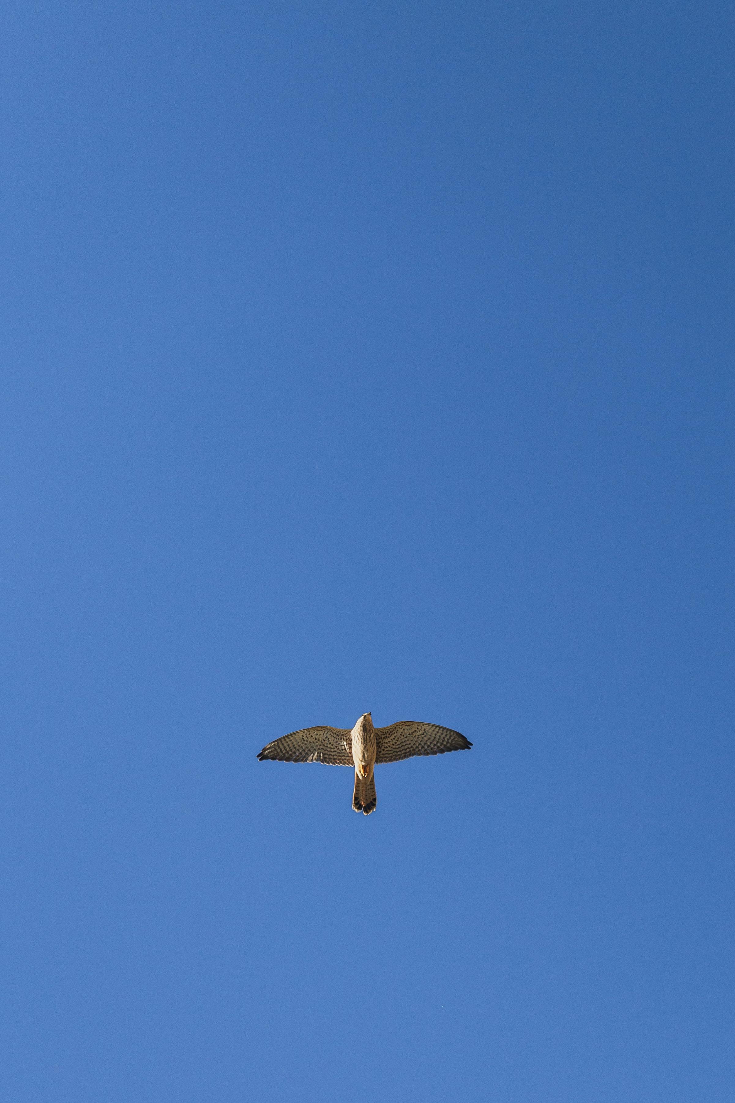 A Falcon in Flight · Free Stock Photo