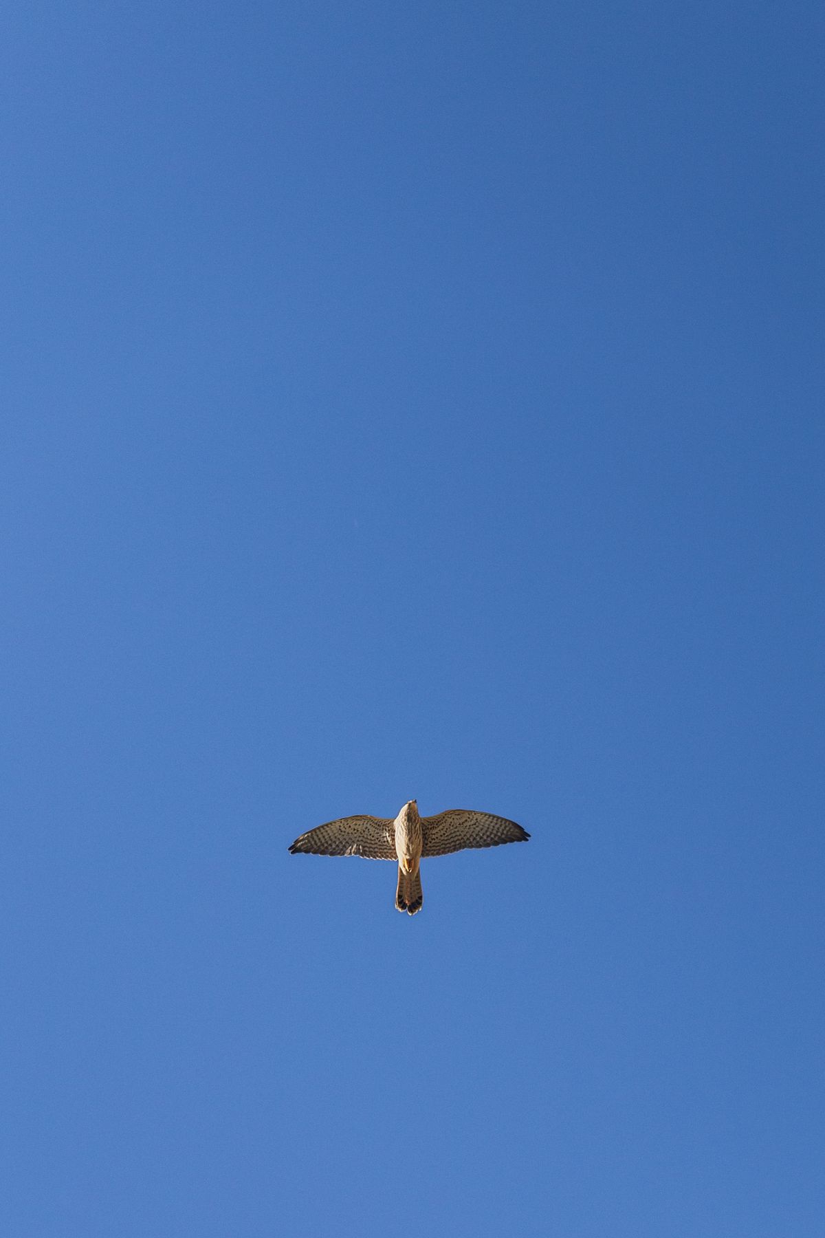Falcon Flying Photos, Download The BEST Free Falcon Flying Stock Photos ...