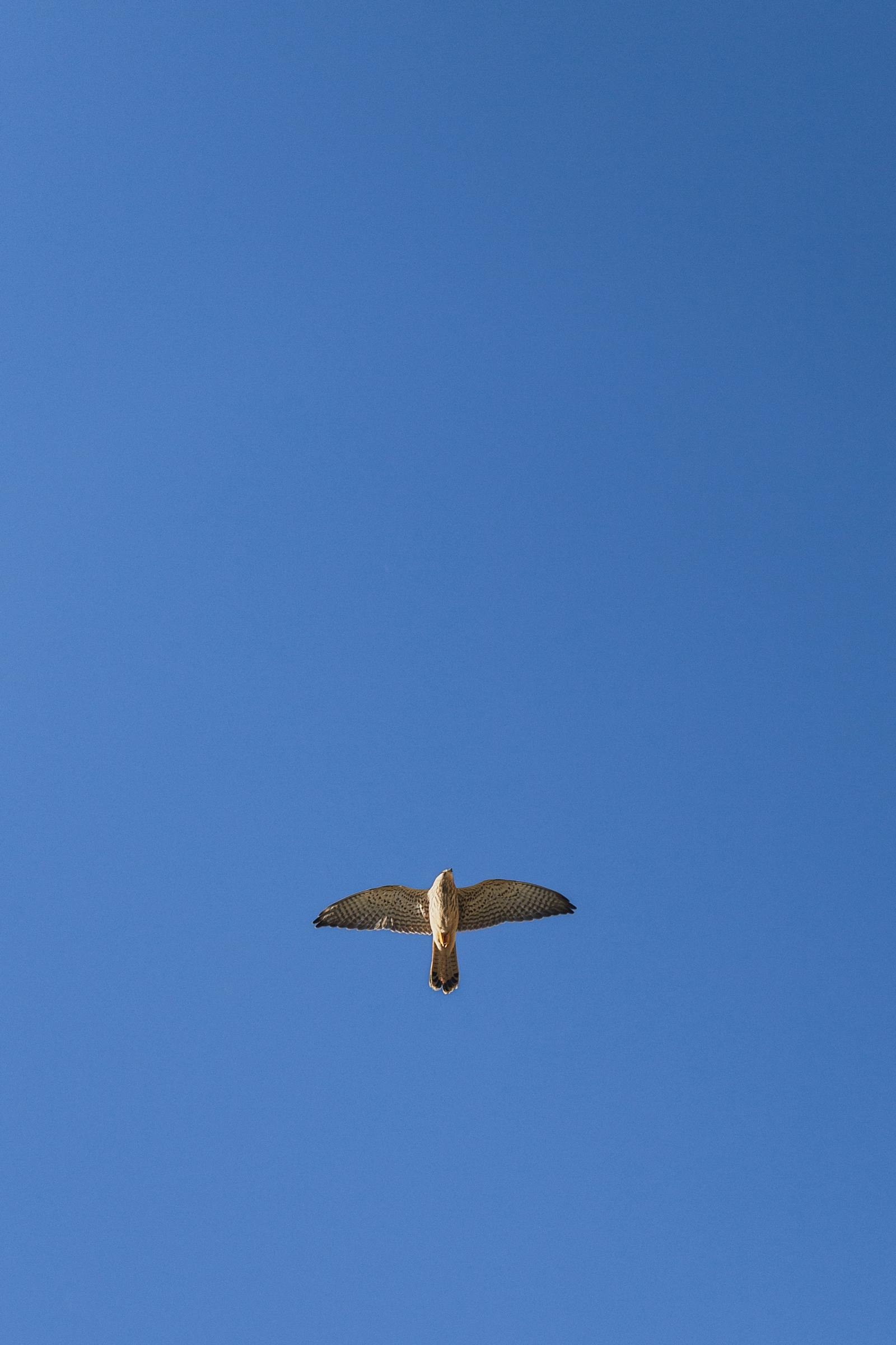 Falcon Flying Photos, Download The BEST Free Falcon Flying Stock Photos ...