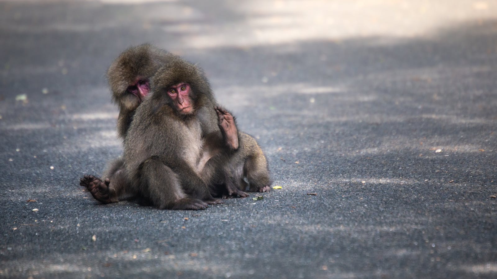 Funny Looking Monkeys Photos, Download The BEST Free Funny Looking Monkeys Stock Photos & HD Images