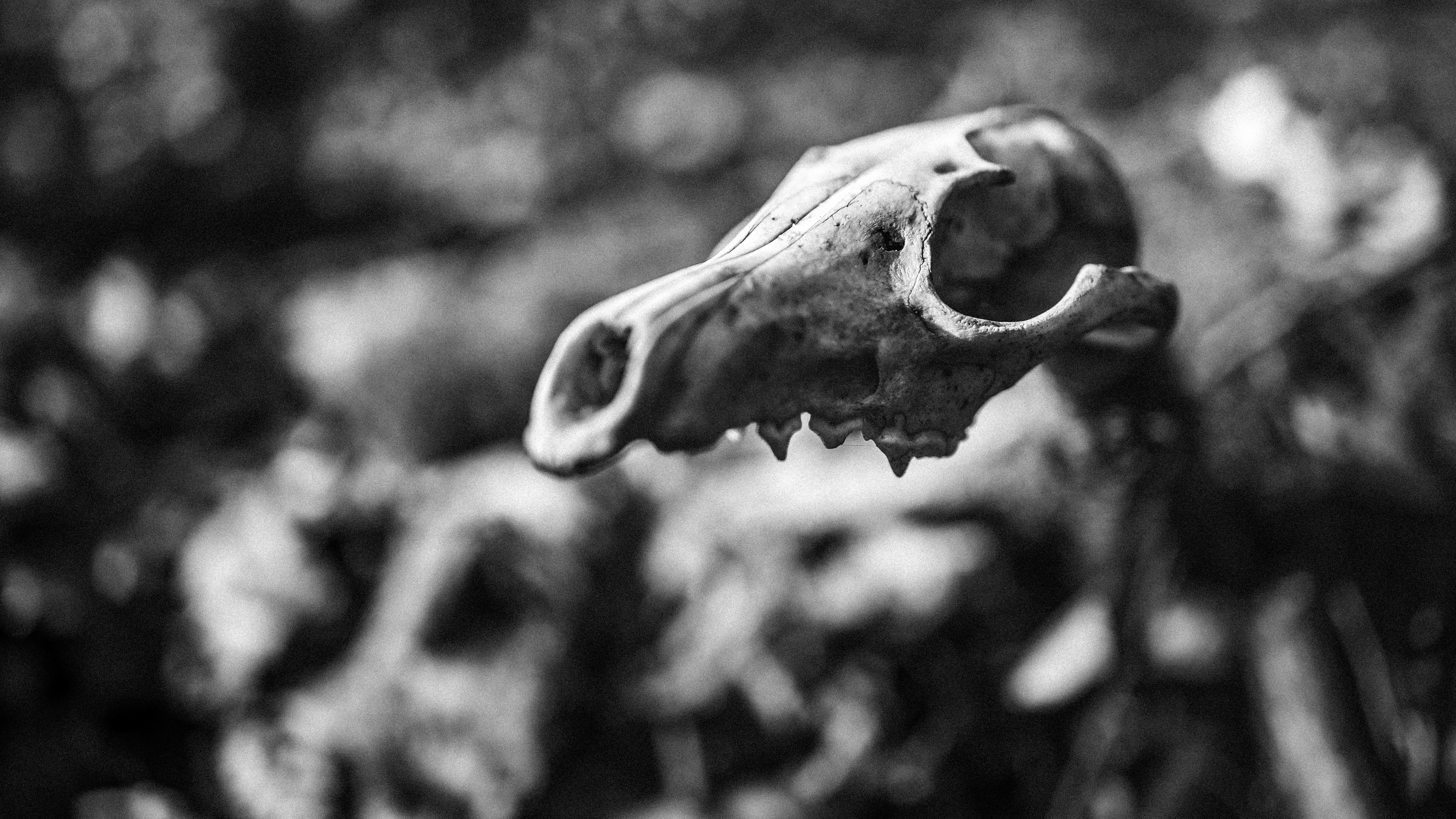 Dead Body Photos, Download The BEST Free Dead Body Stock Photos & HD Images