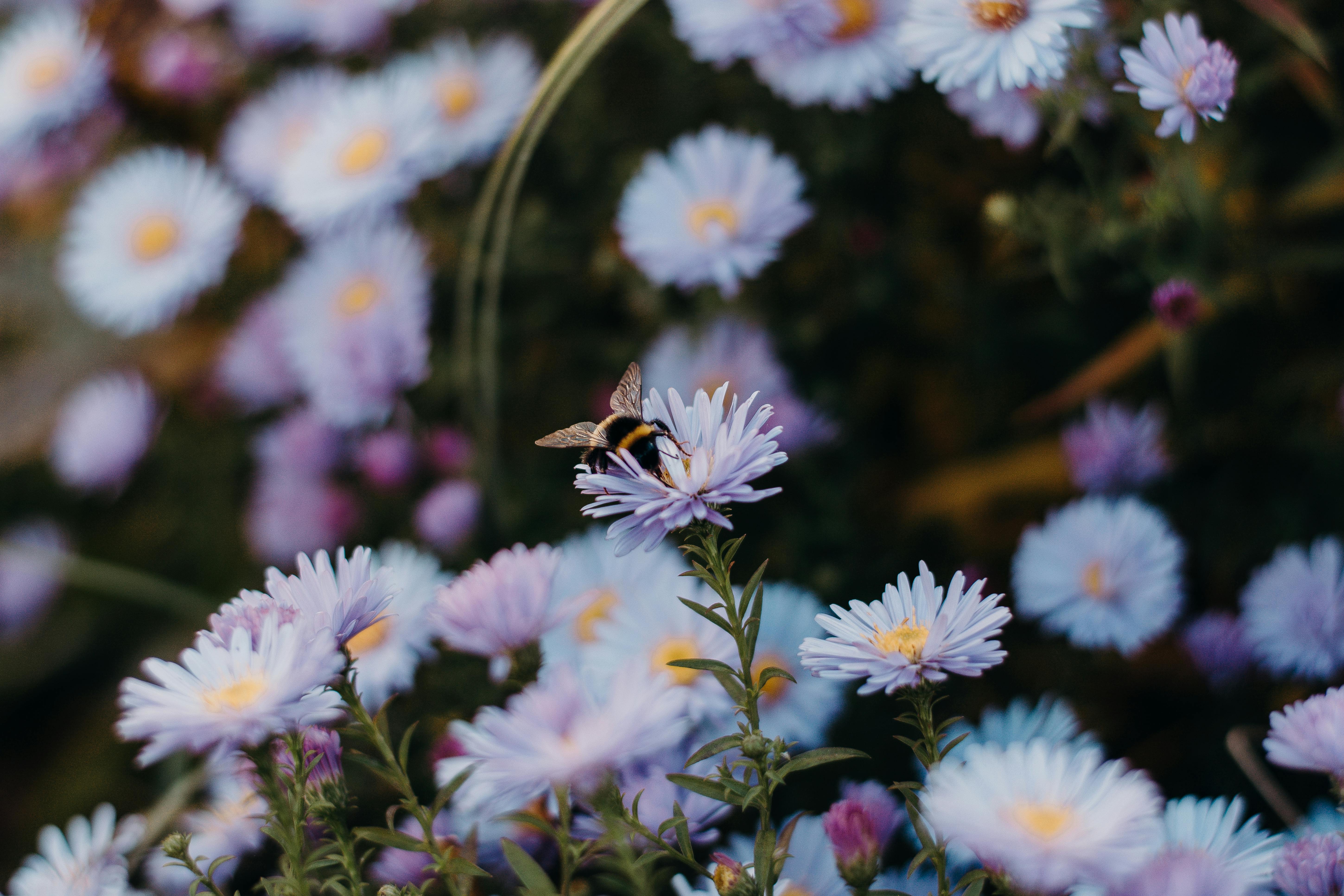 White Daisy With Bee · Free Stock Photo