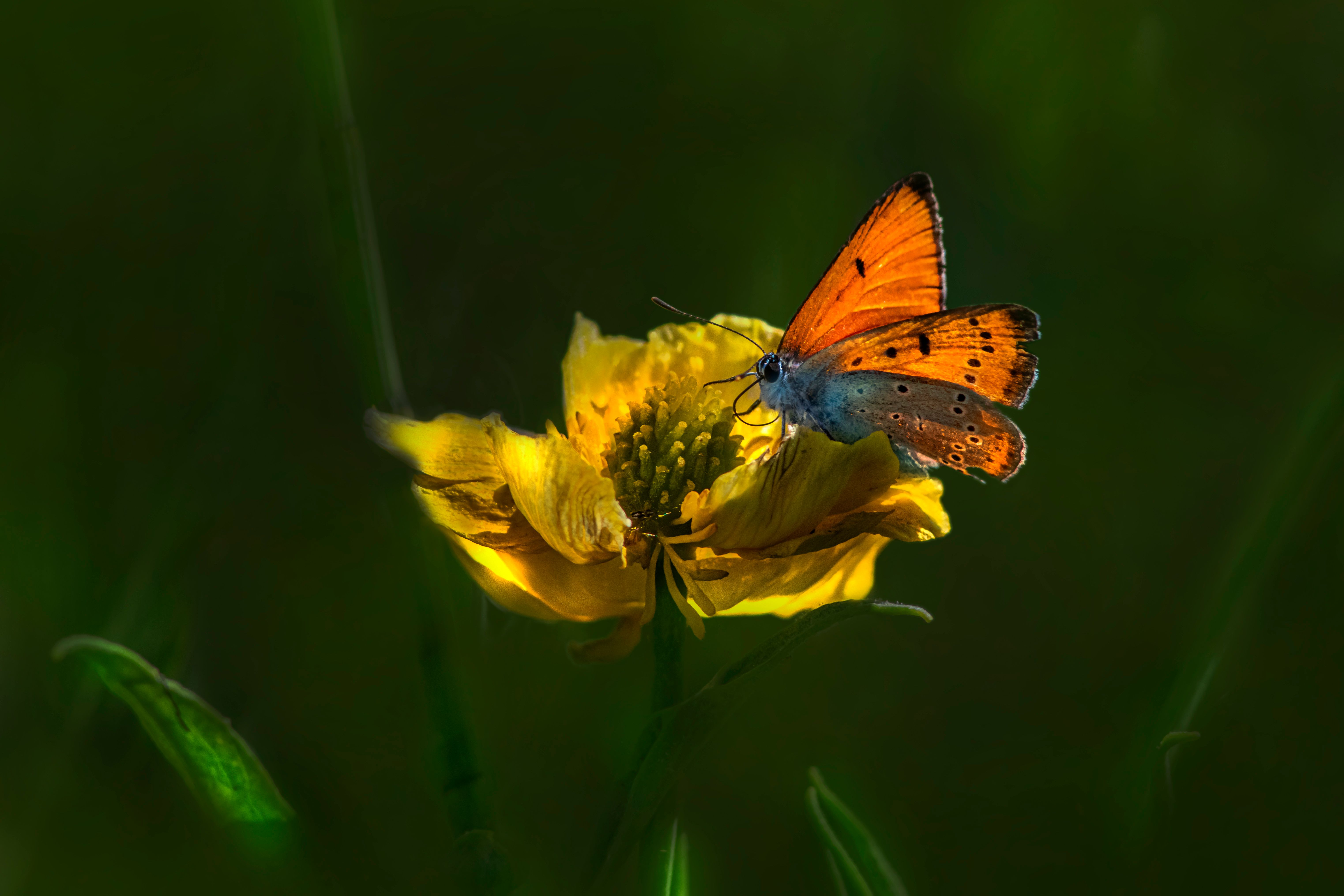 Close up of a Butterfly on a Flower · Free Stock Photo