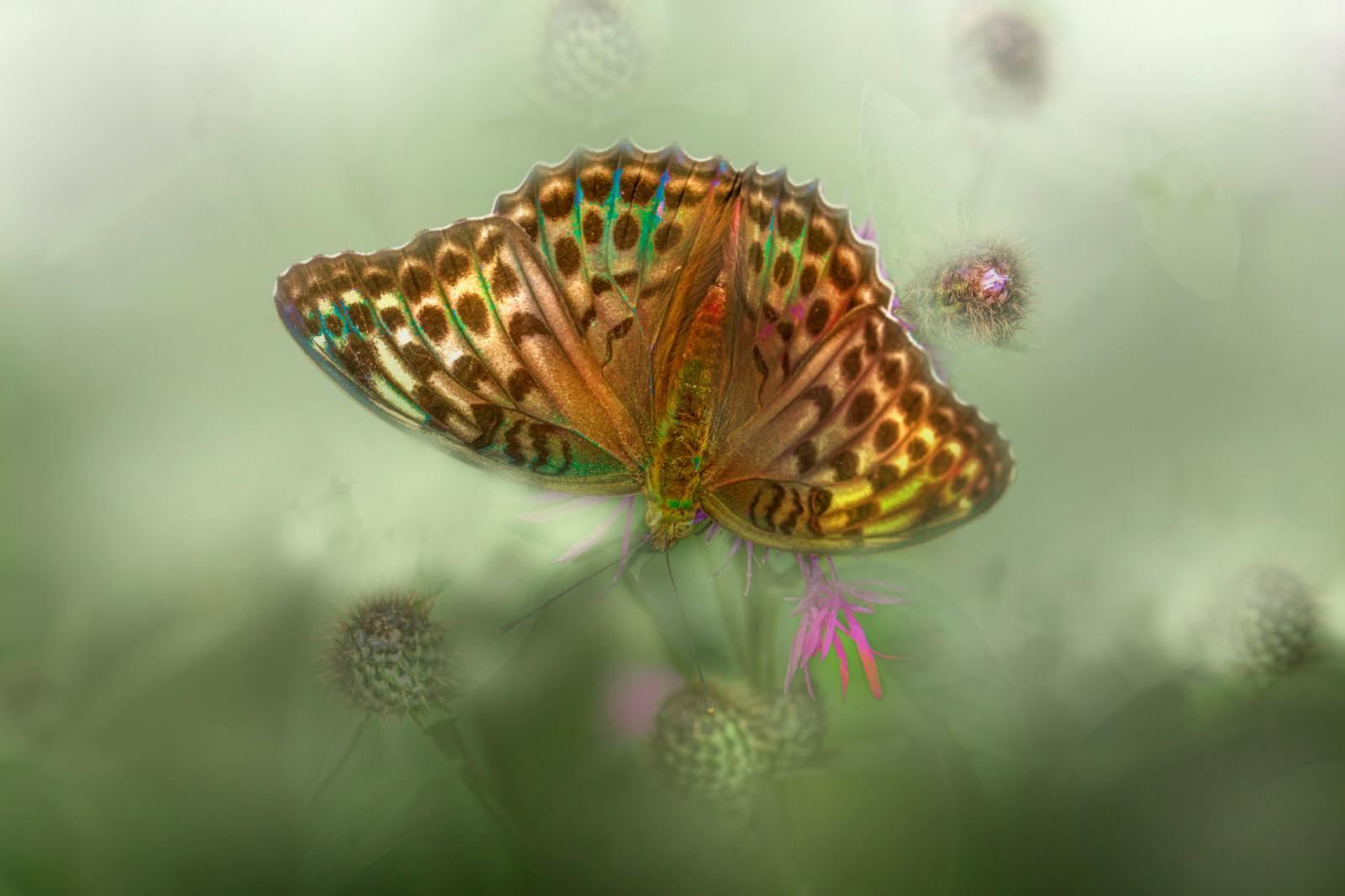 Butterfly Morphing Photos, Download The BEST Free Butterfly Morphing ...