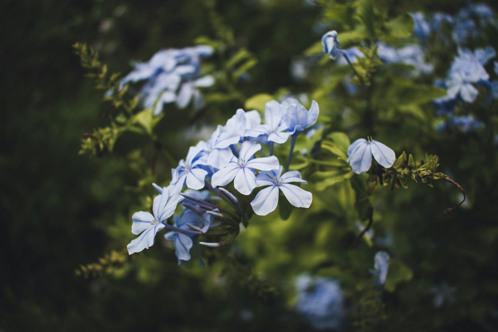 Blue Garden Flowers Photos, Download The BEST Free Blue Garden Flowers ...