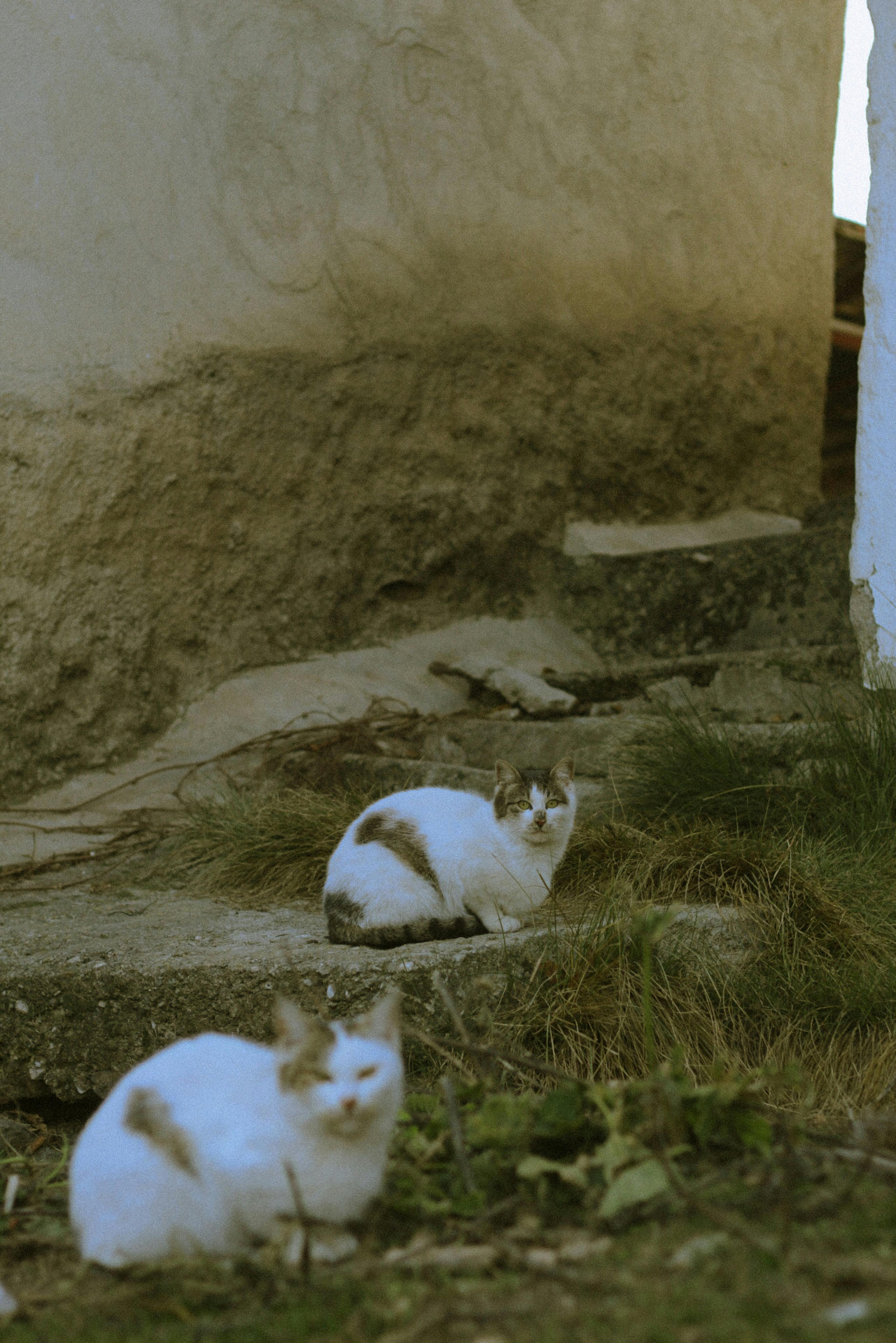 Cats Sitting Beside a Concrete Wall · Free Stock Photo