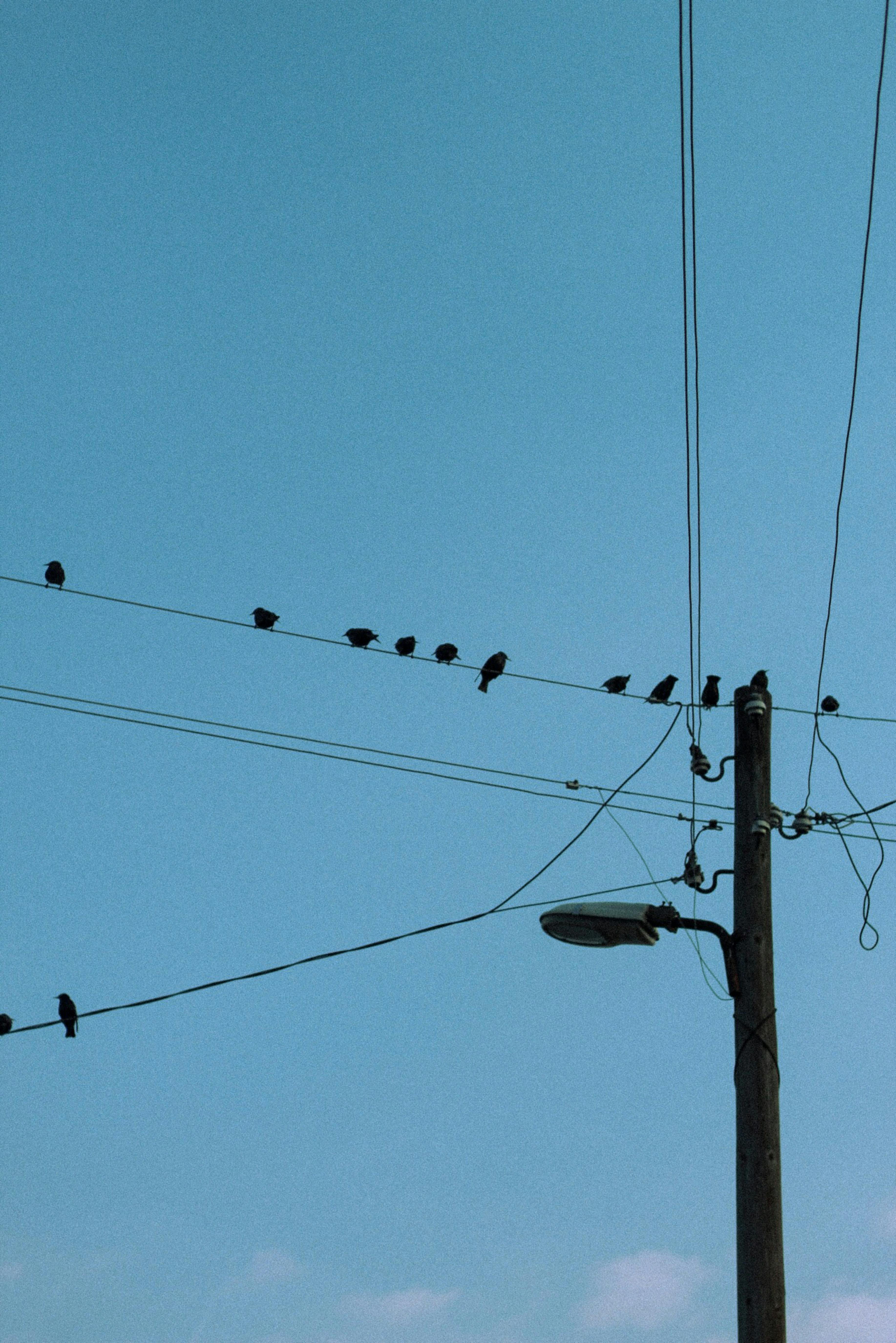 Birds Perched on Power Lines · Free Stock Photo