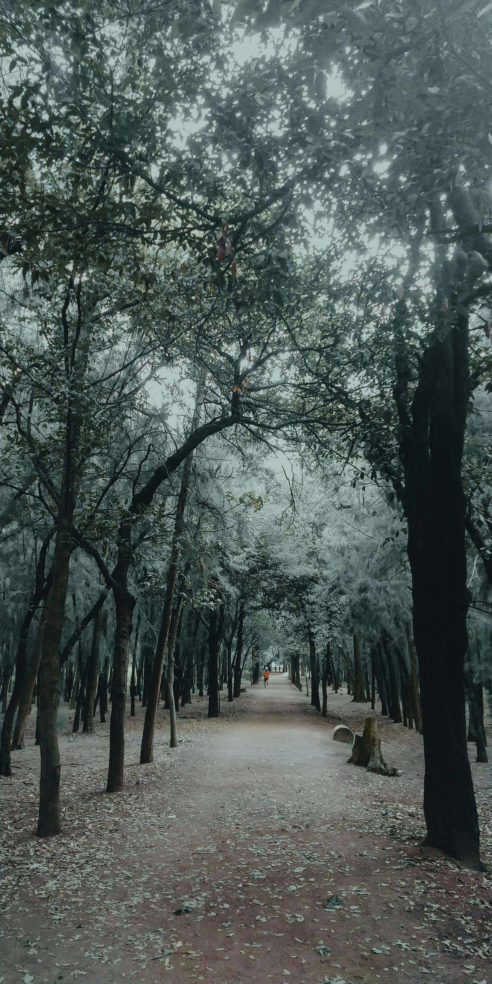 Road Surrounded by Bare Trees · Free Stock Photo
