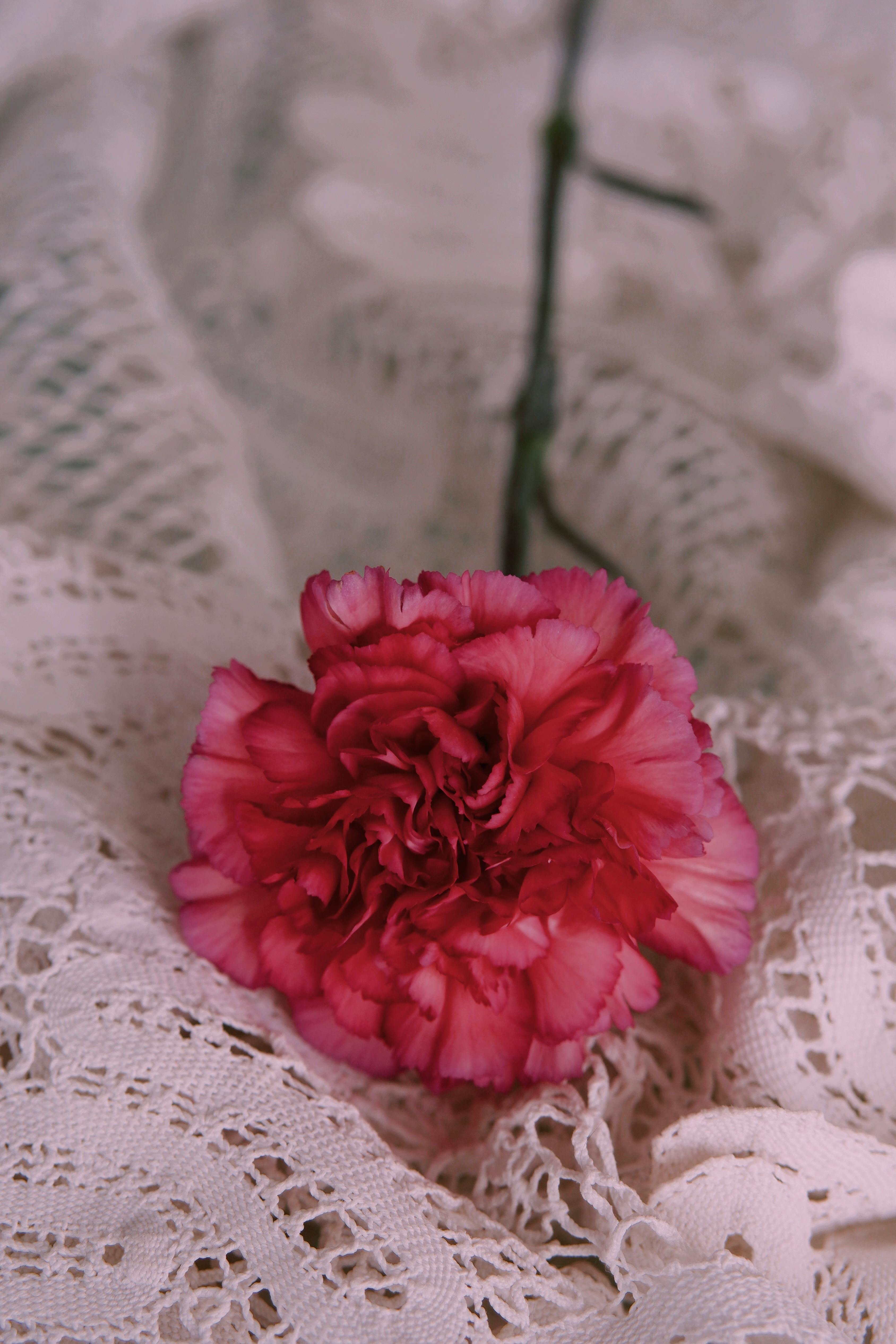 Beautiful Assorted Flowers in Close-up Photography · Free Stock Photo