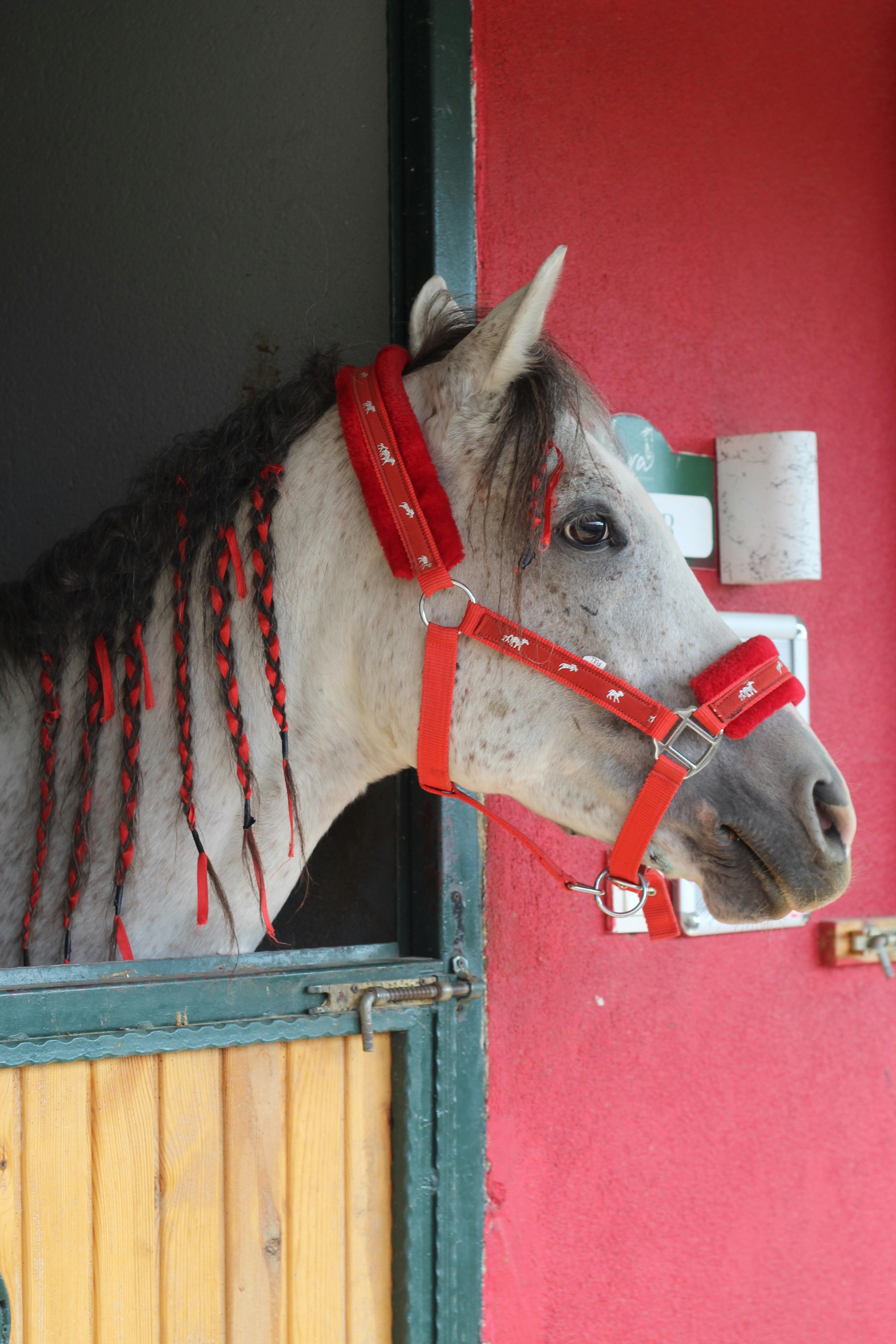 Stable Graph Photos, Download The BEST Free Stable Graph Stock Photos ...