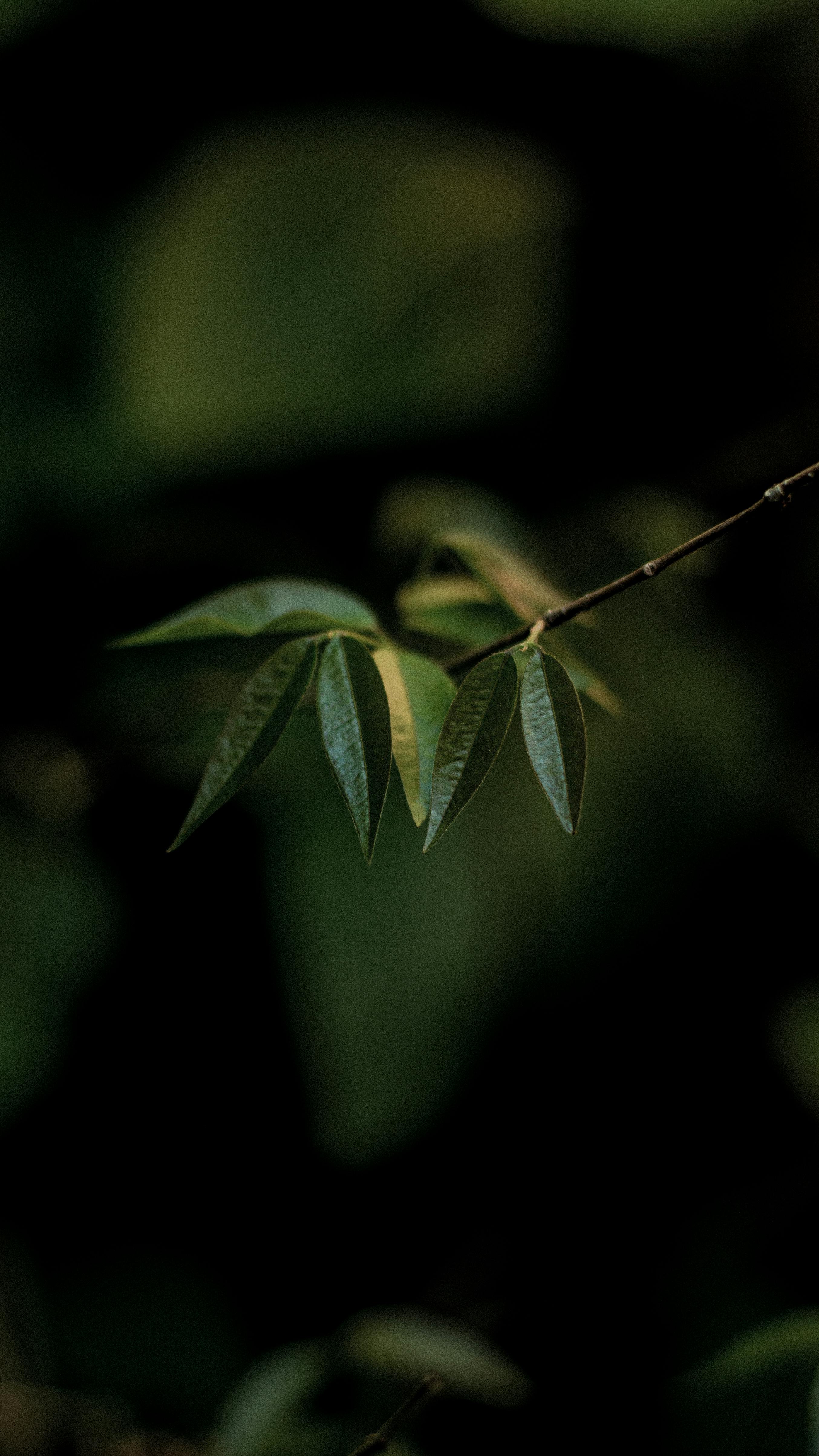 Forest Tree Photos, Download The BEST Free Forest Tree Stock Photos ...