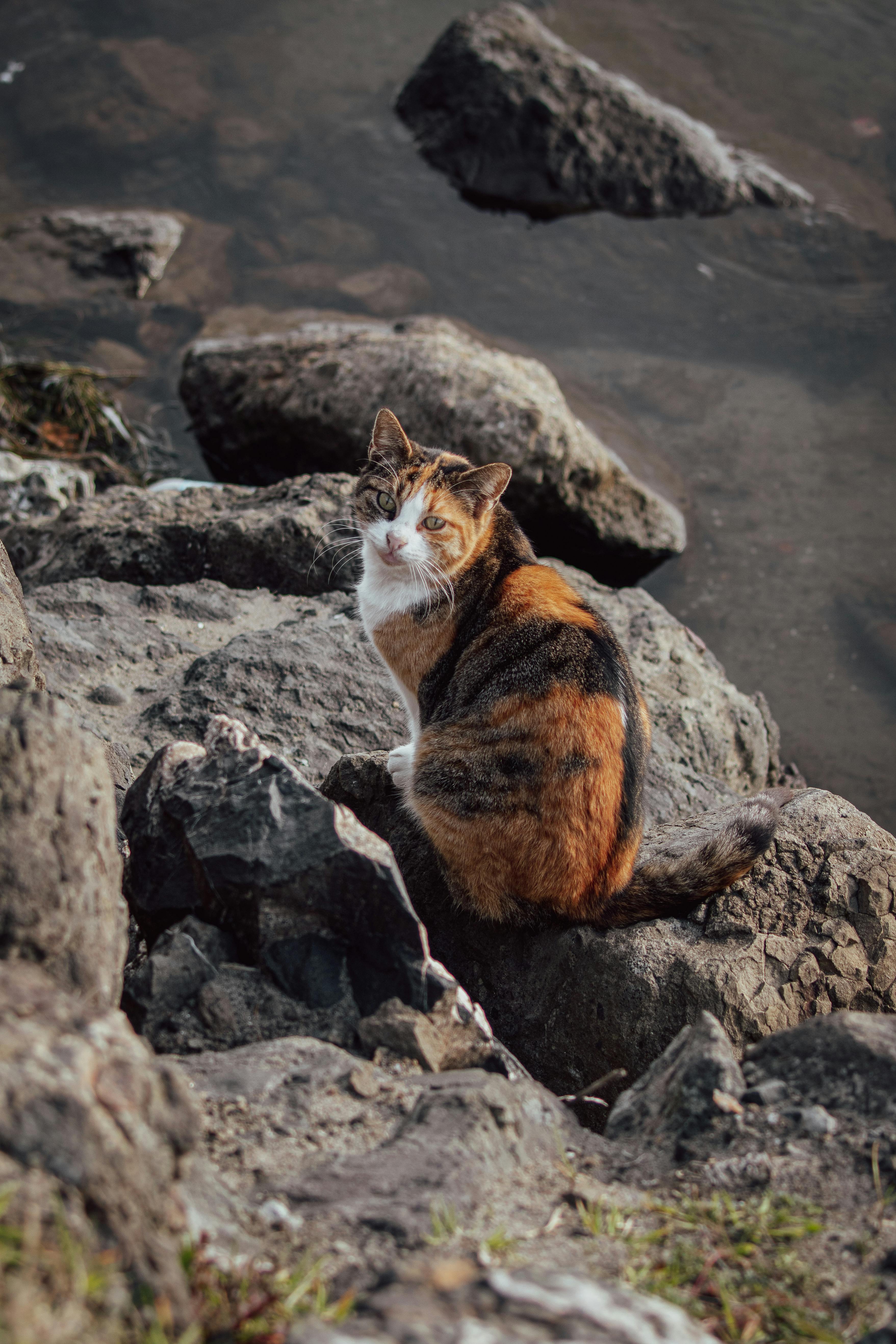 Cat on Rocks · Free Stock Photo
