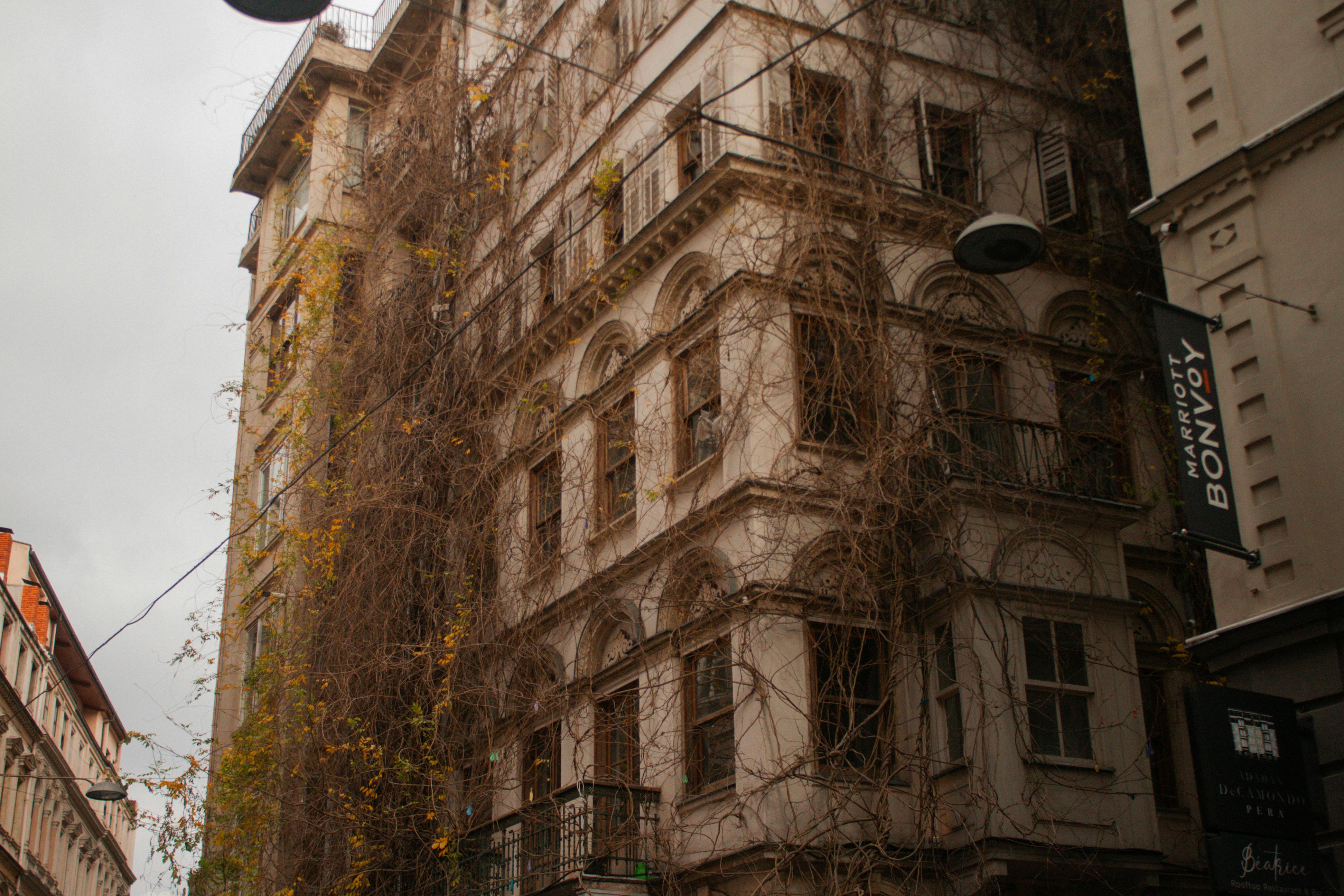 Ivy on Building Walls · Free Stock Photo