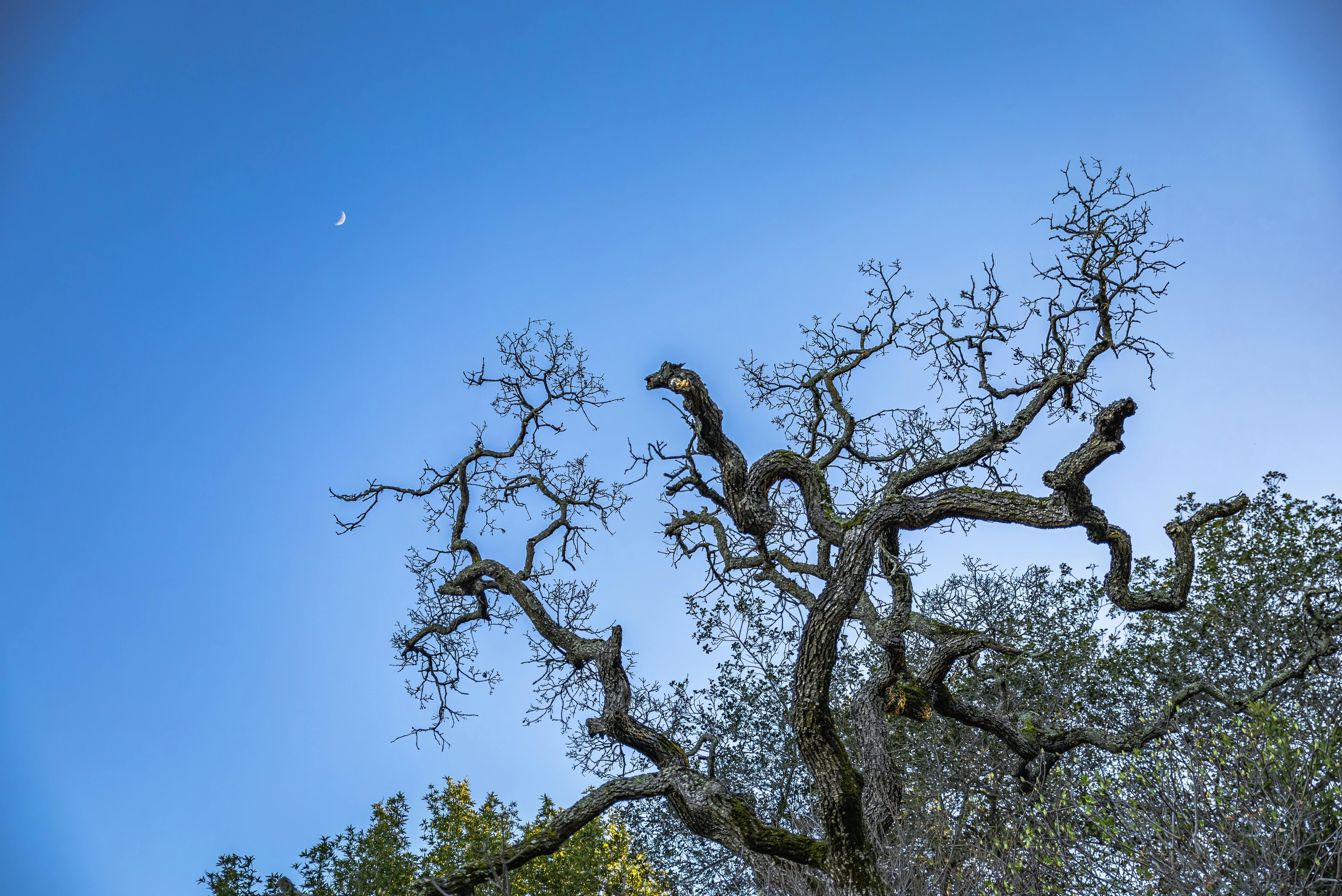 Branches of Barren Deciduous Tree · Free Stock Photo