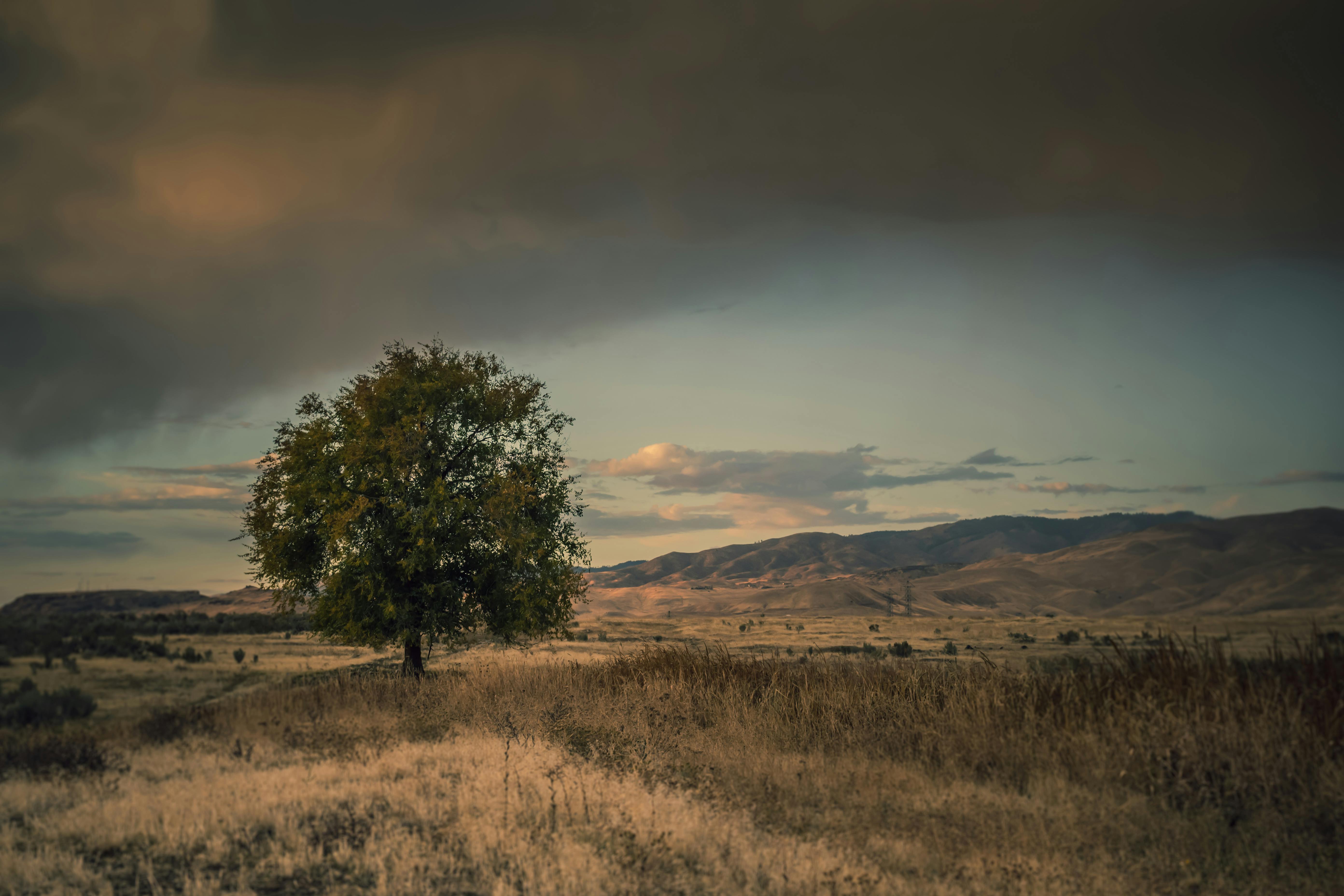 Tall Tree in the Middle of Field · Free Stock Photo