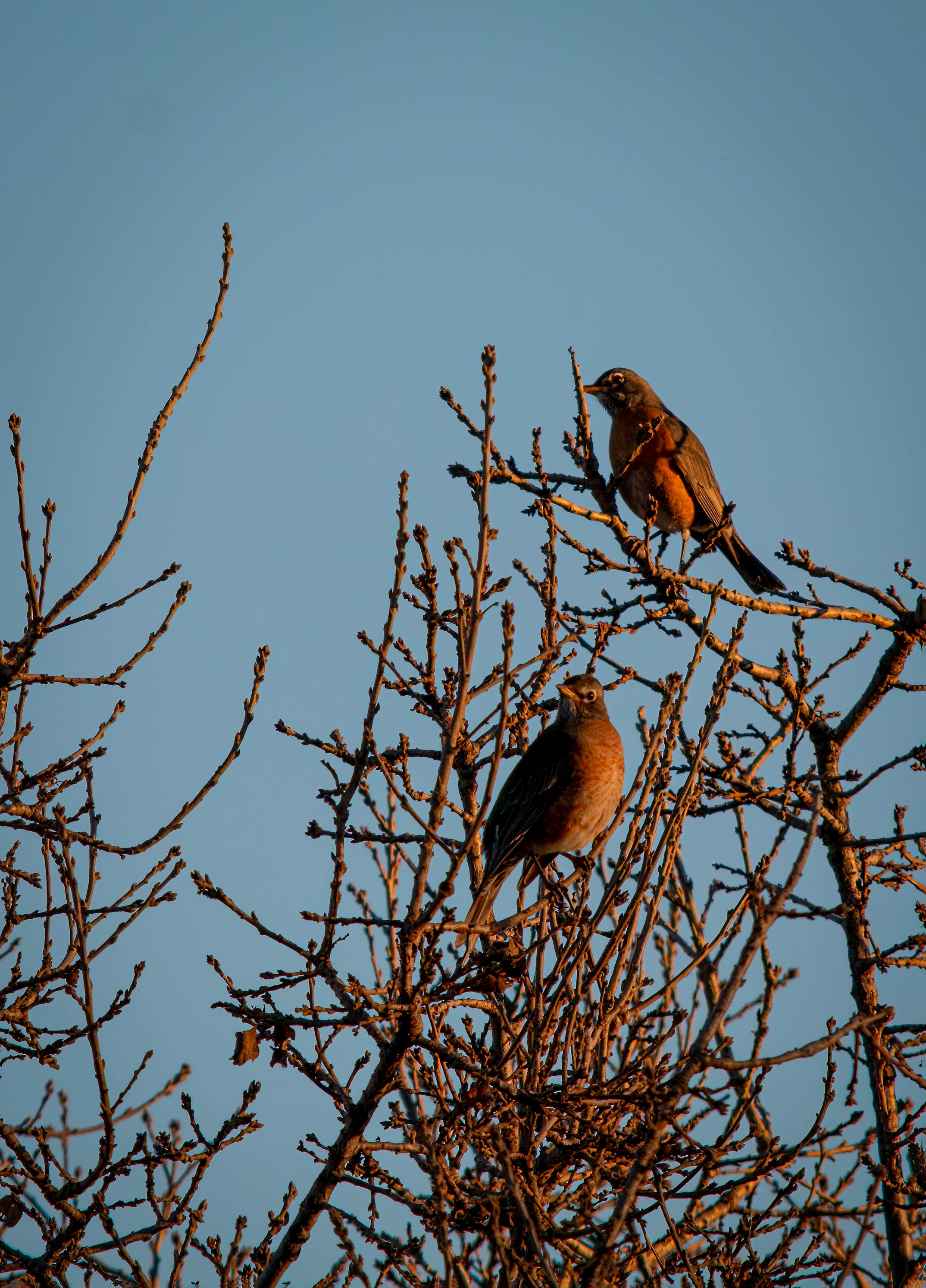 Two American Robin Birds Perched on Leafless Branches · Free Stock Photo