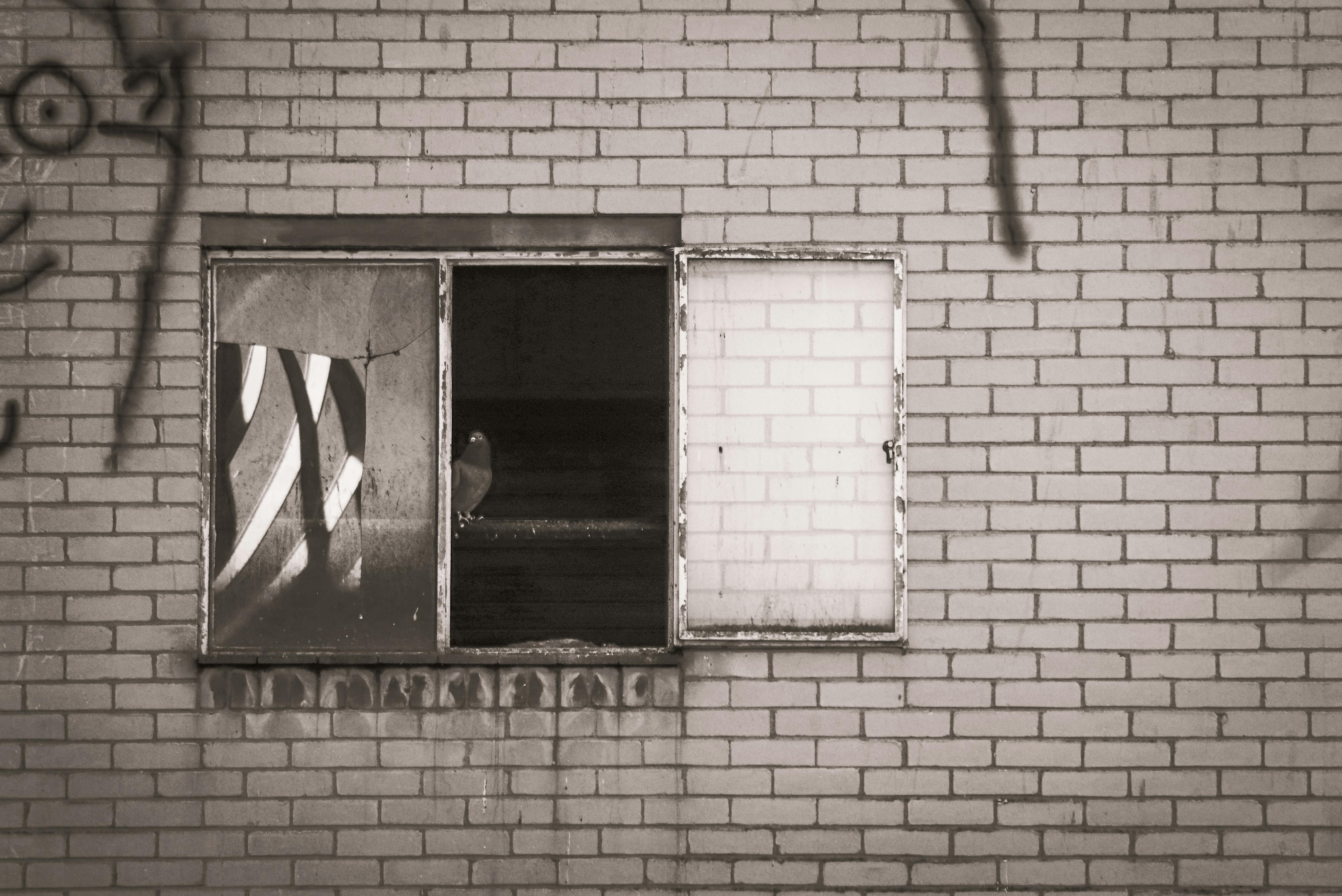 Pigeon Lurking from Window · Free Stock Photo