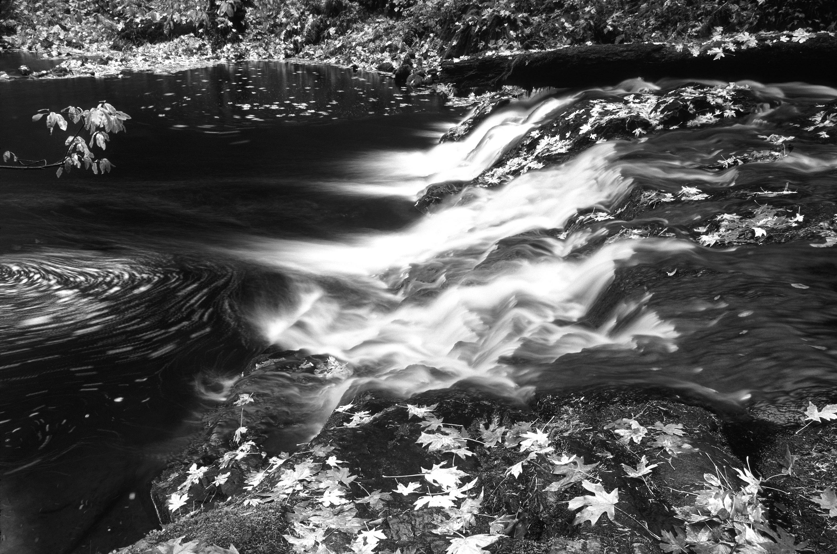 Greyscale Photo of Water and Leaves · Free Stock Photo