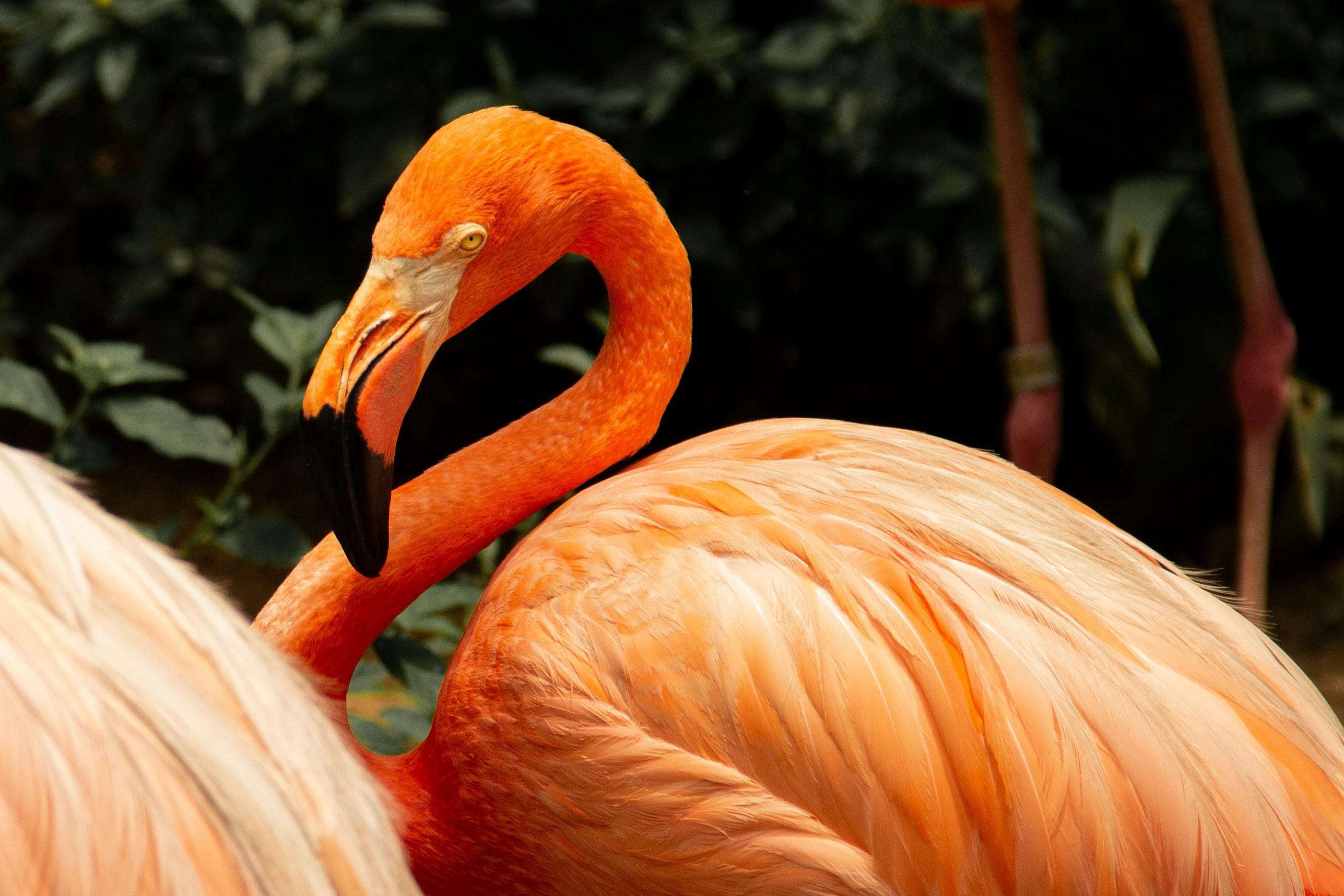An Orange Flamingo with Black Beak · Free Stock Photo